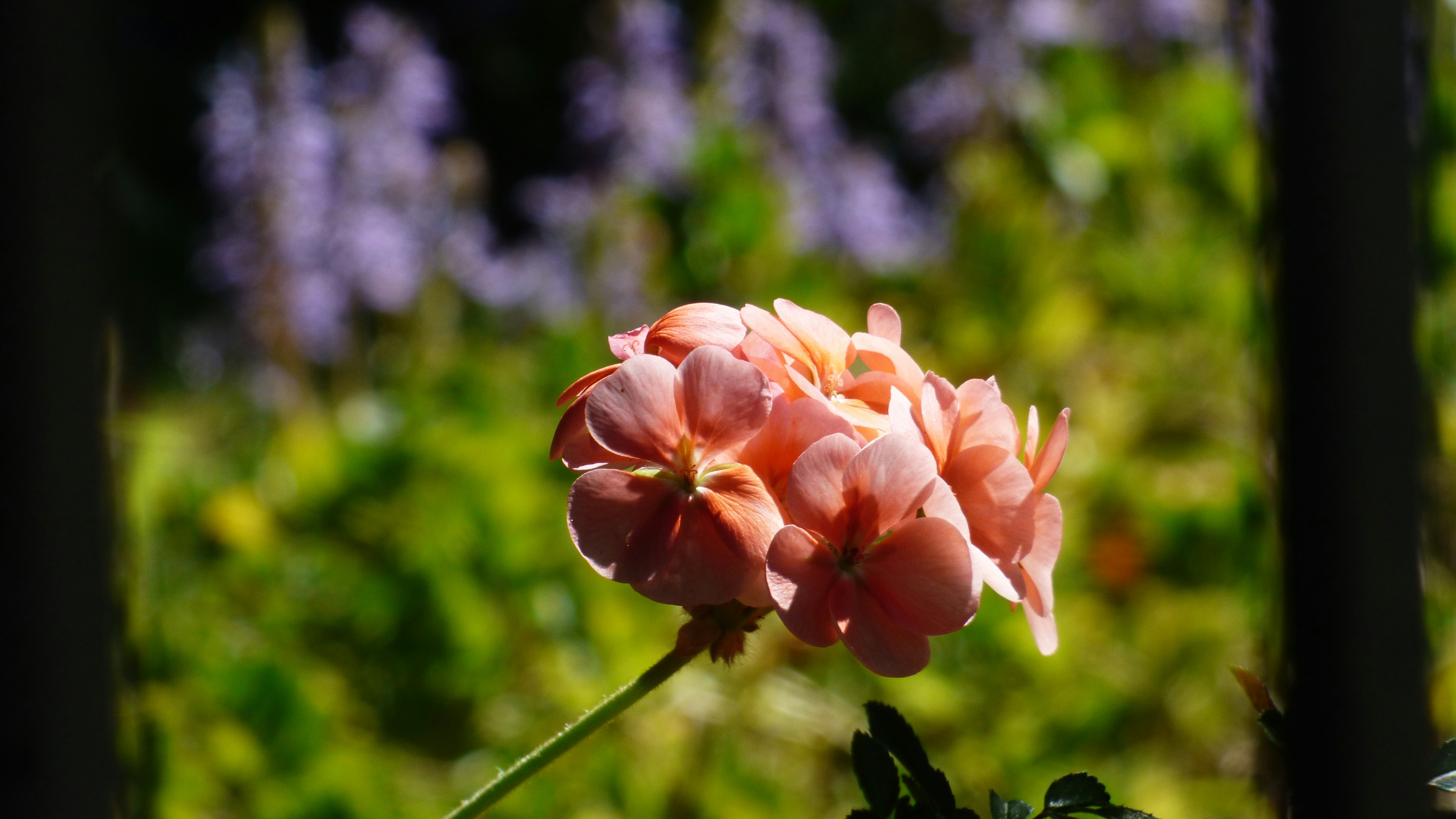 Soft coral hydrangea bloom catching early sunlight