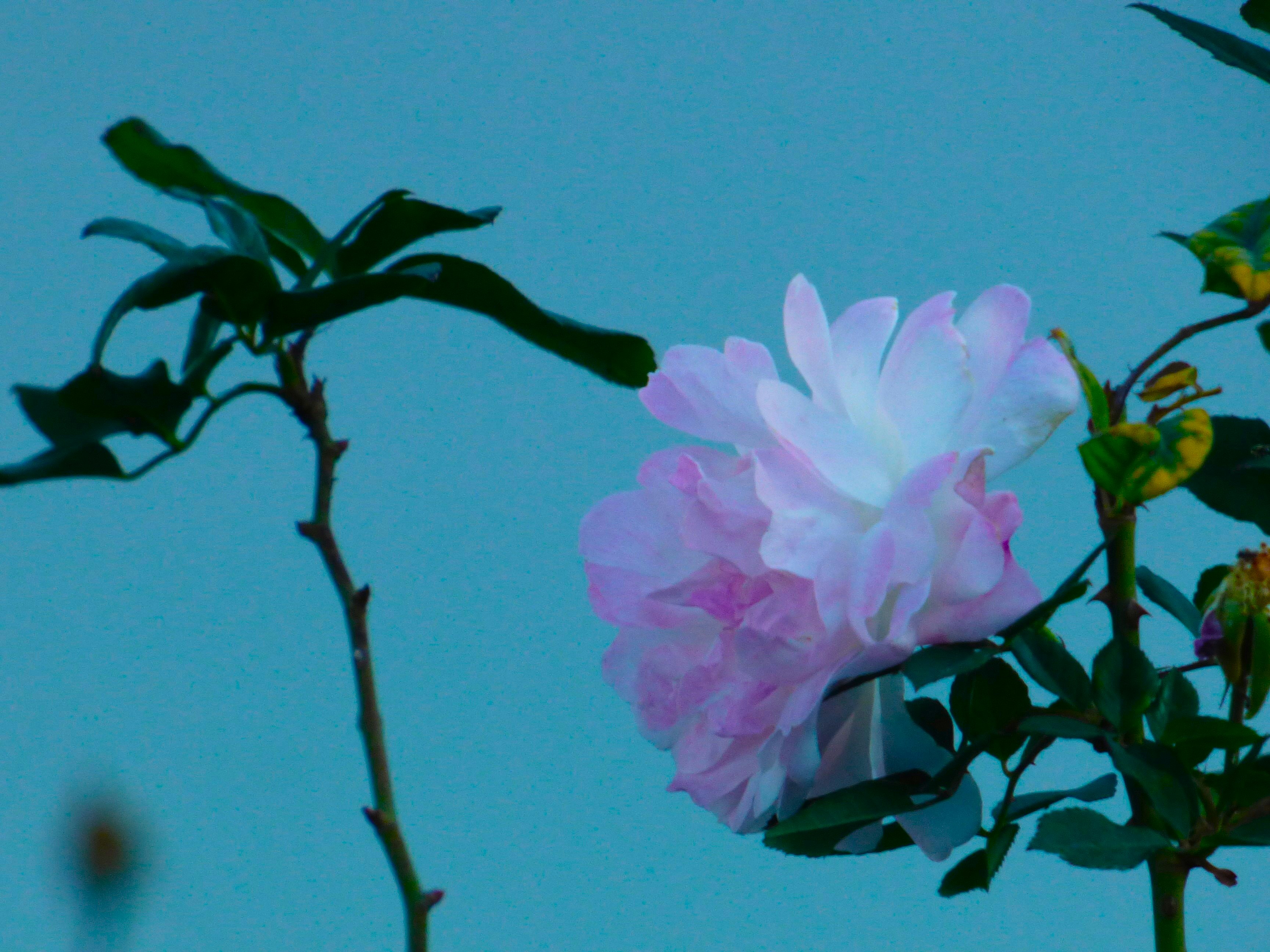 Petaled Bloom Against a Blue Quiet