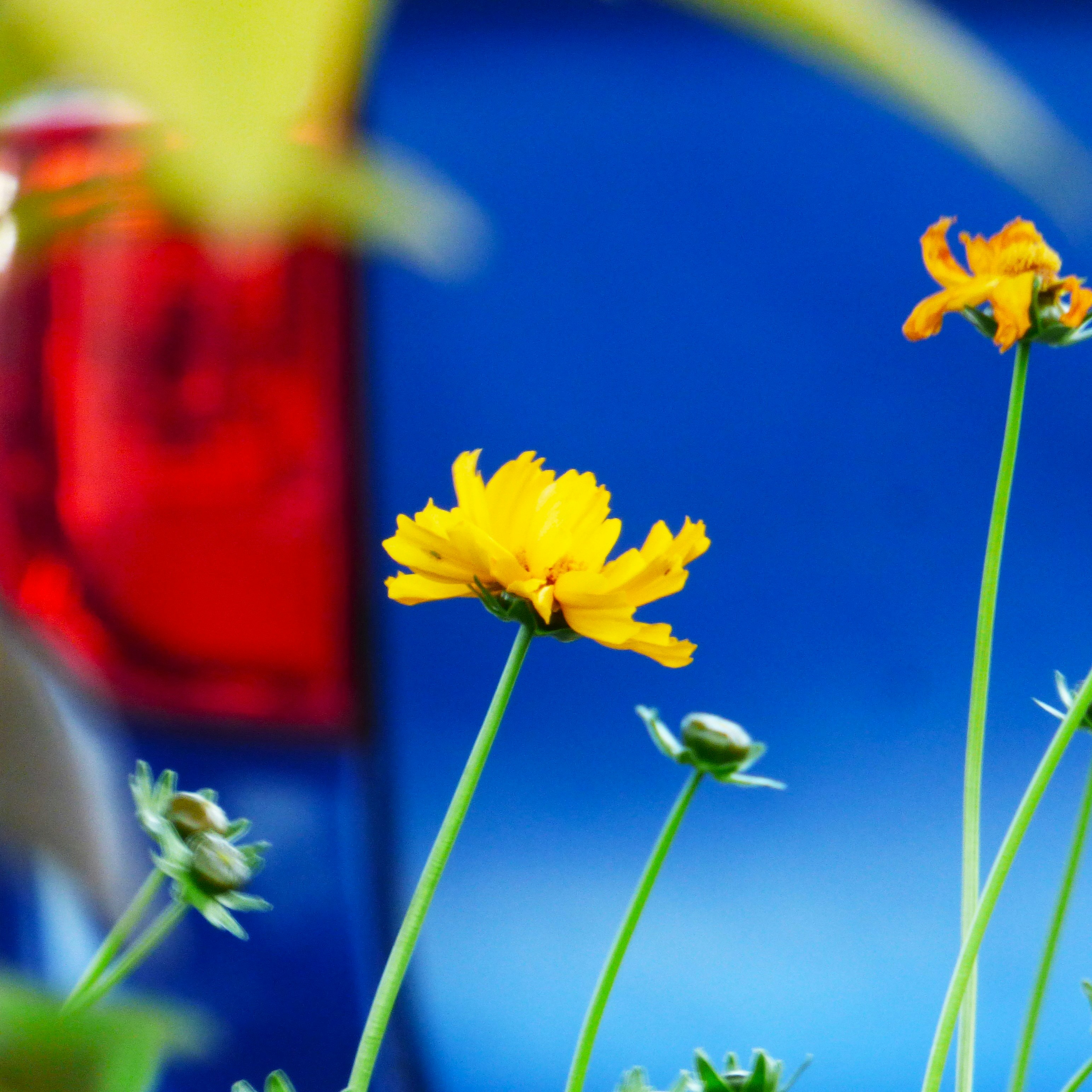 Yellow Cosmos in Focus Against a Velvet Blue Backdrop