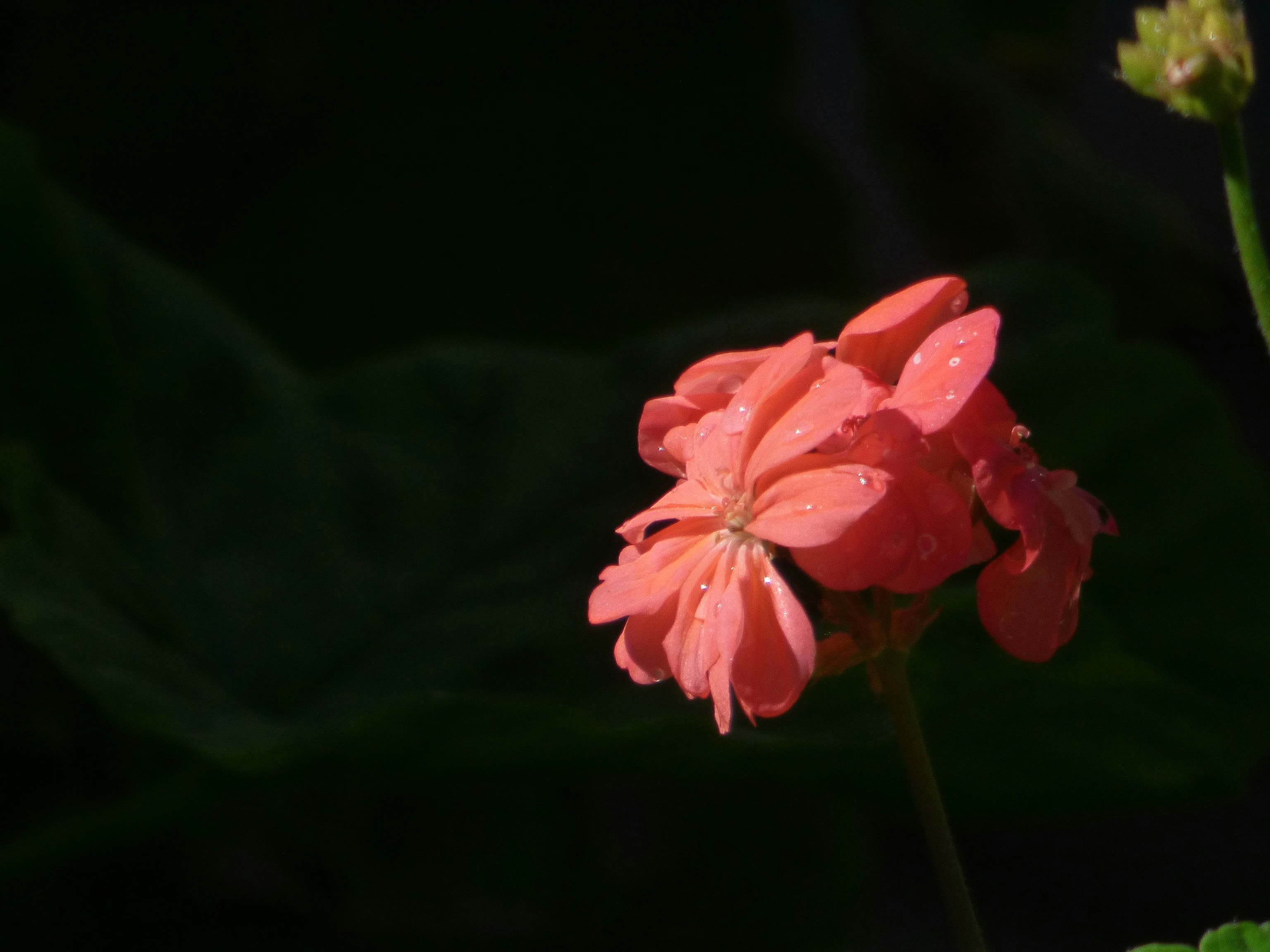 Coral Bloom in Shaded Quiet