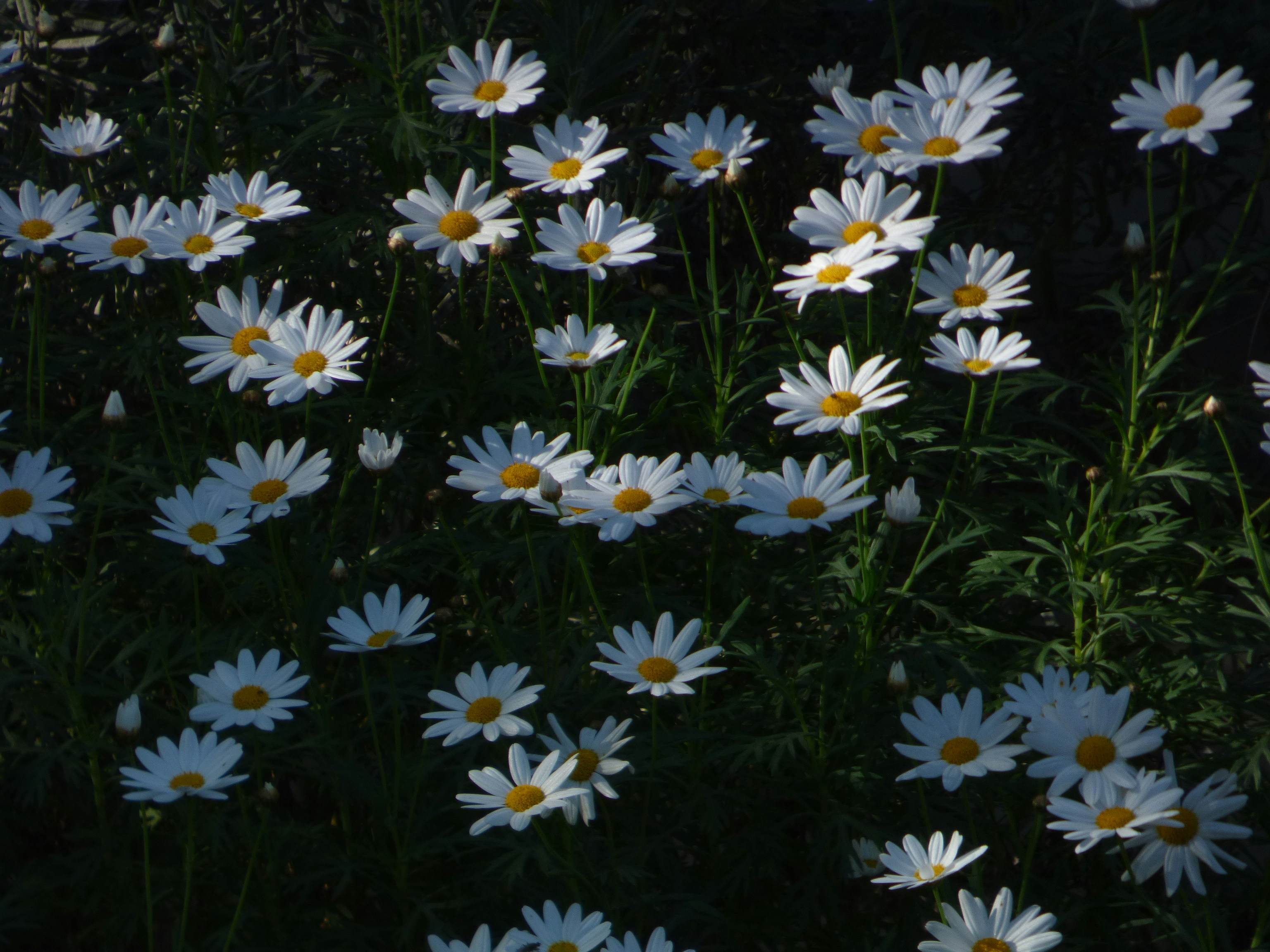 Sunlit Daisies in a Quiet Meadow
