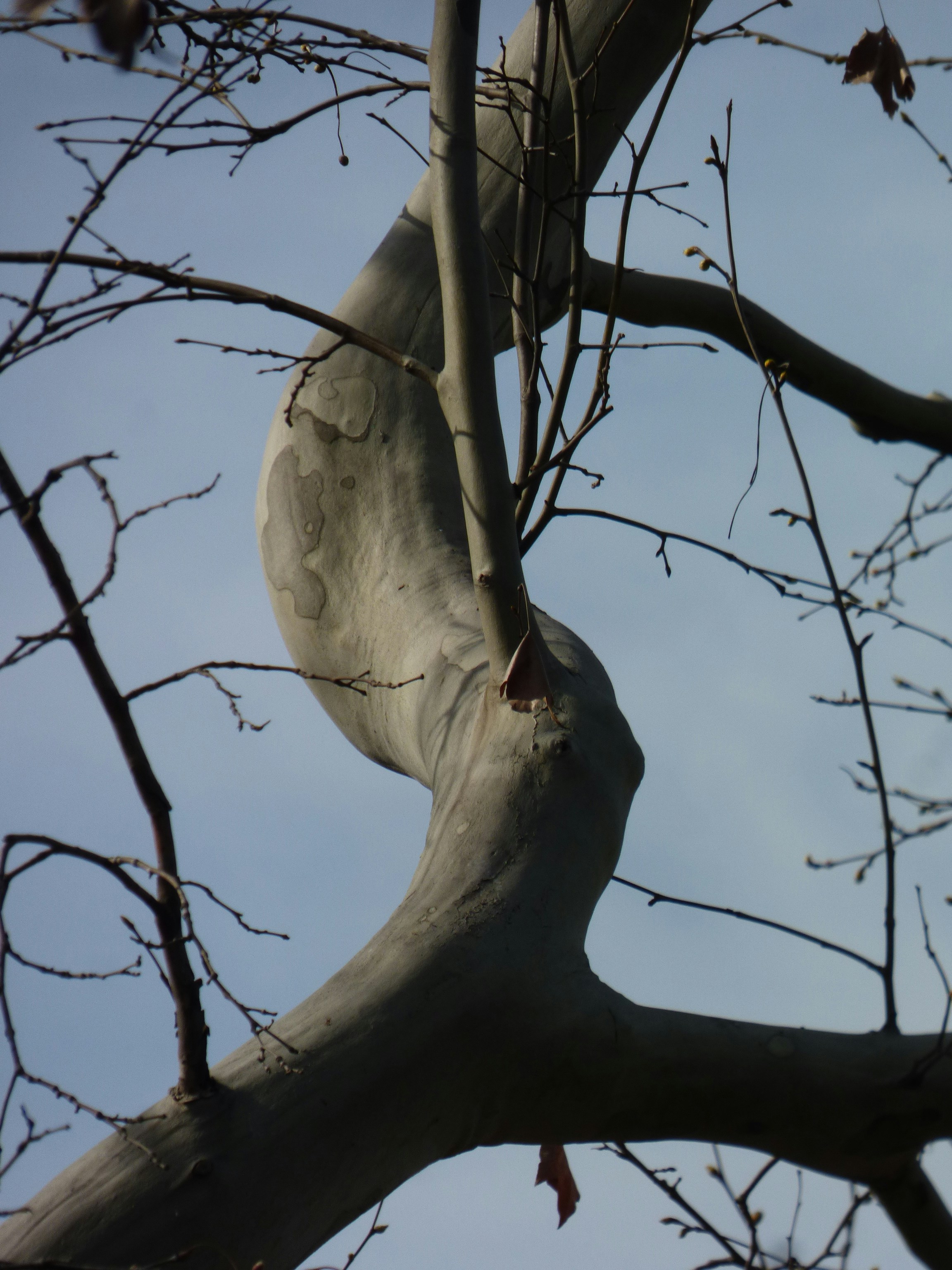Windswept Silhouette: A Gnarled Branch Reaches Skyward