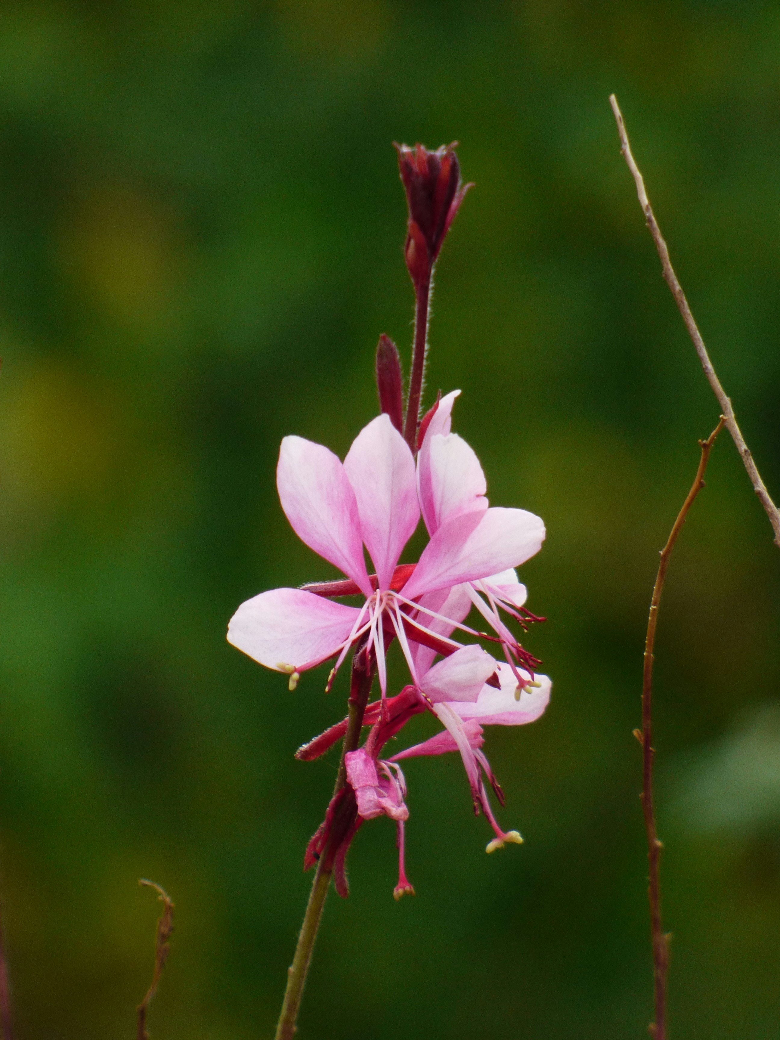 Pink Bloom Piercing the Green Backdrop