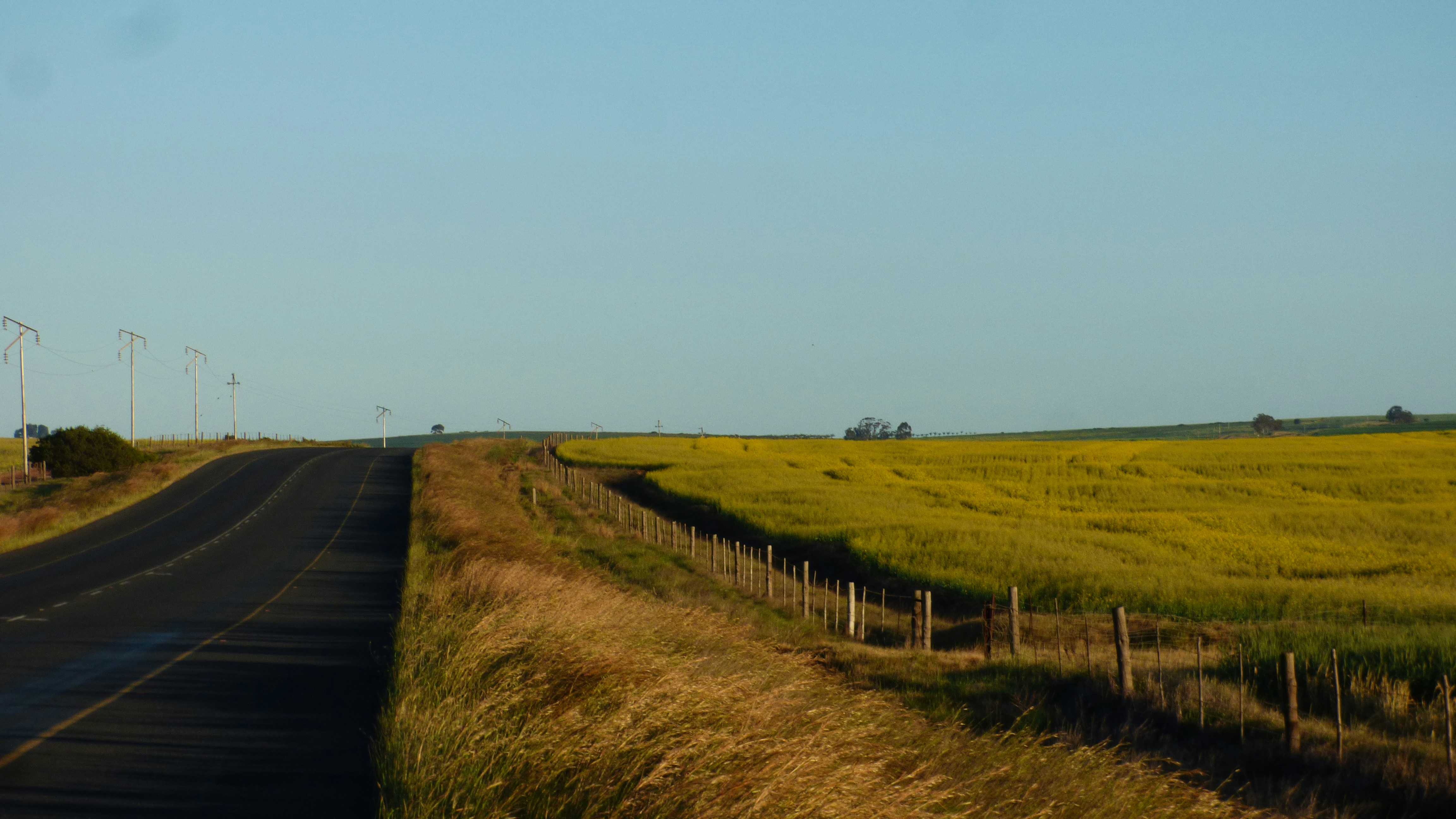 Sunlit Thoroughfare: A Prairie Road Bends toward Horizon