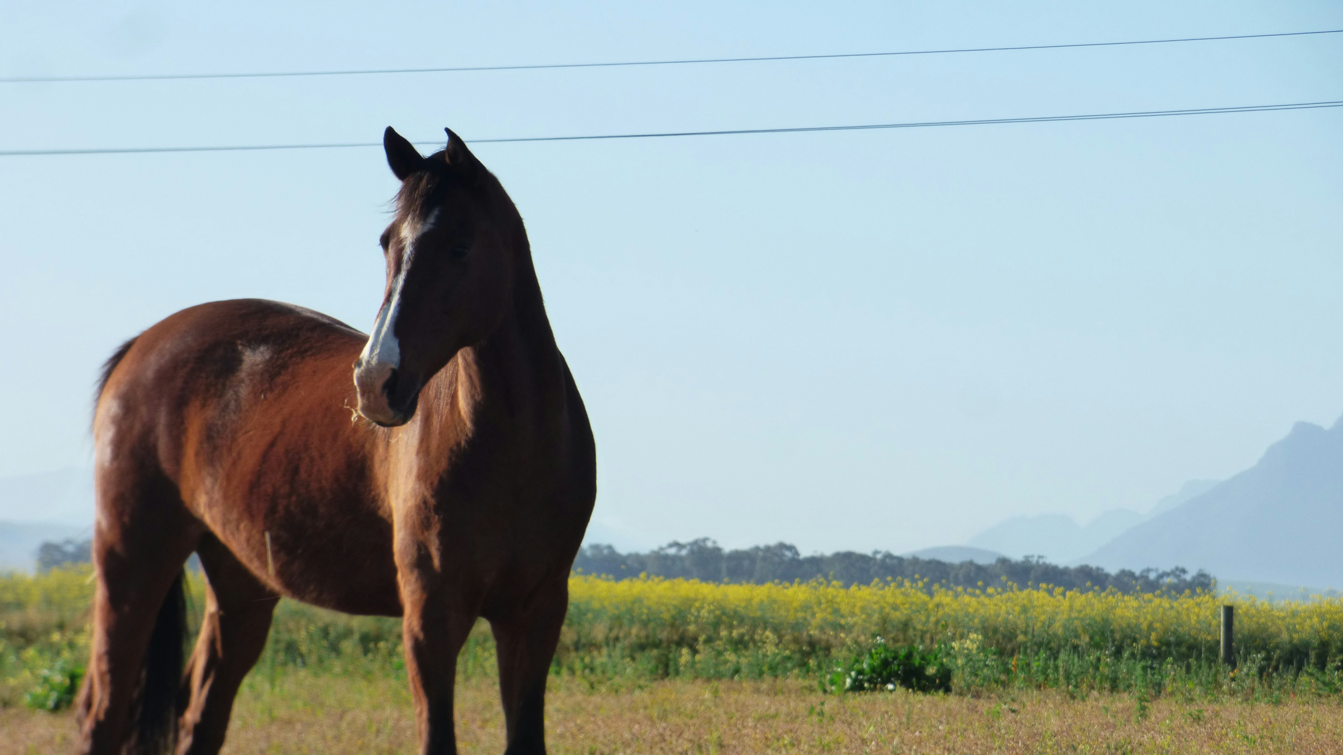 Rising in the Field: A Chestnut Horse Poised Against Farmland and Sky