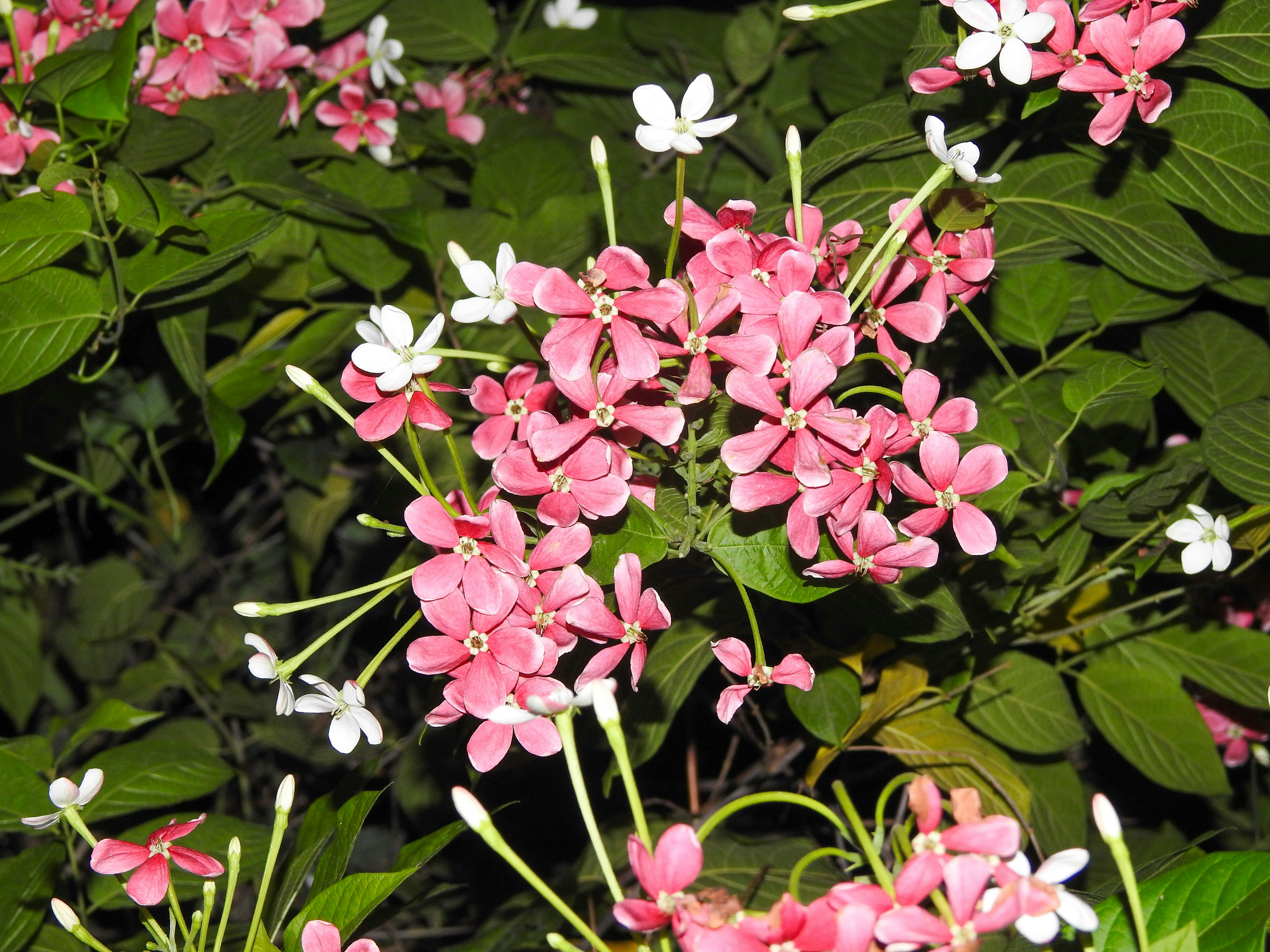 Blossoms in Focus: Pink Clusters Among Green Veil