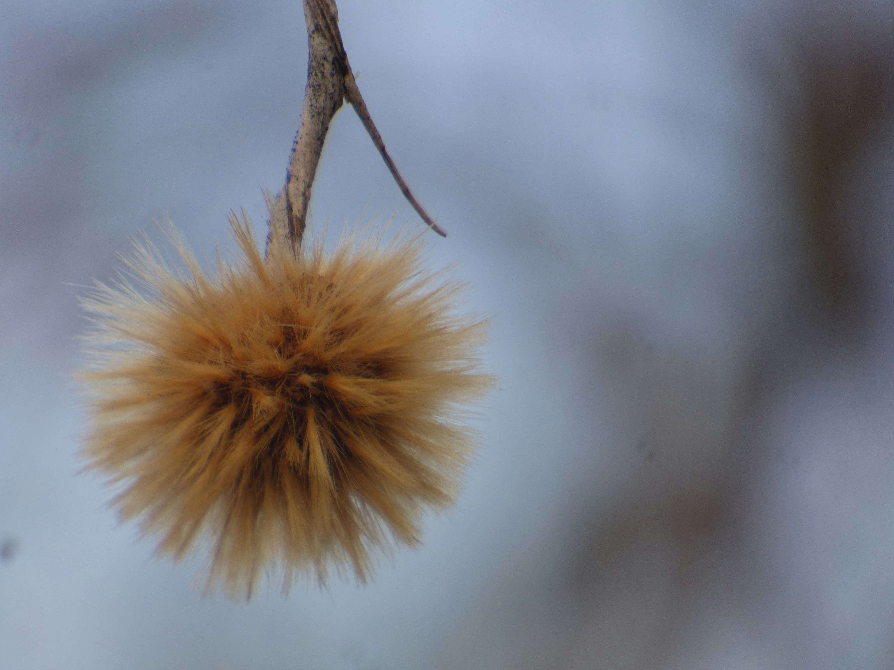 Fluffball on a Quiet Branch: A Close-Up of Autumn’s Ember