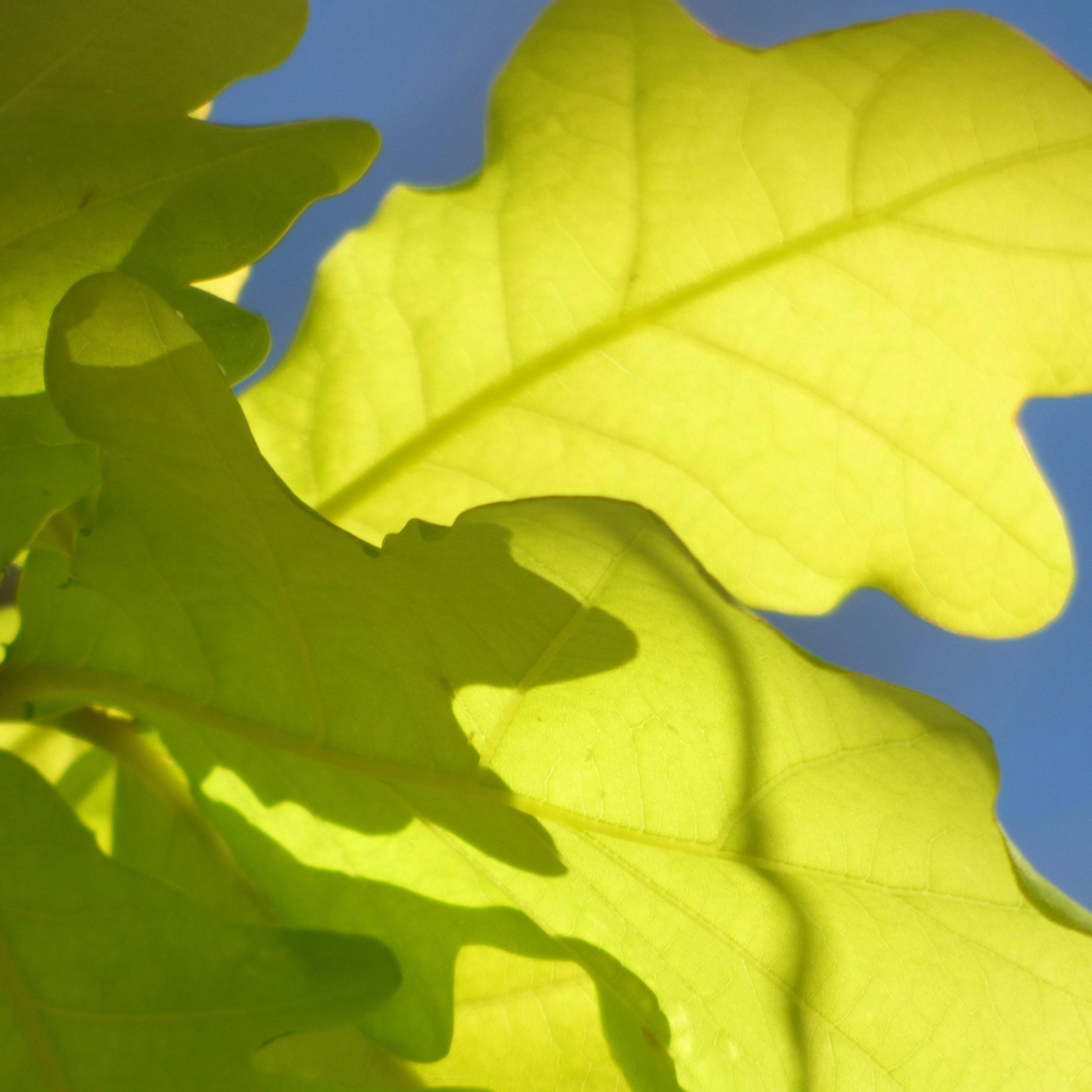 Sunlit Green Veins: A Leaf Crown Against a Clear Sky