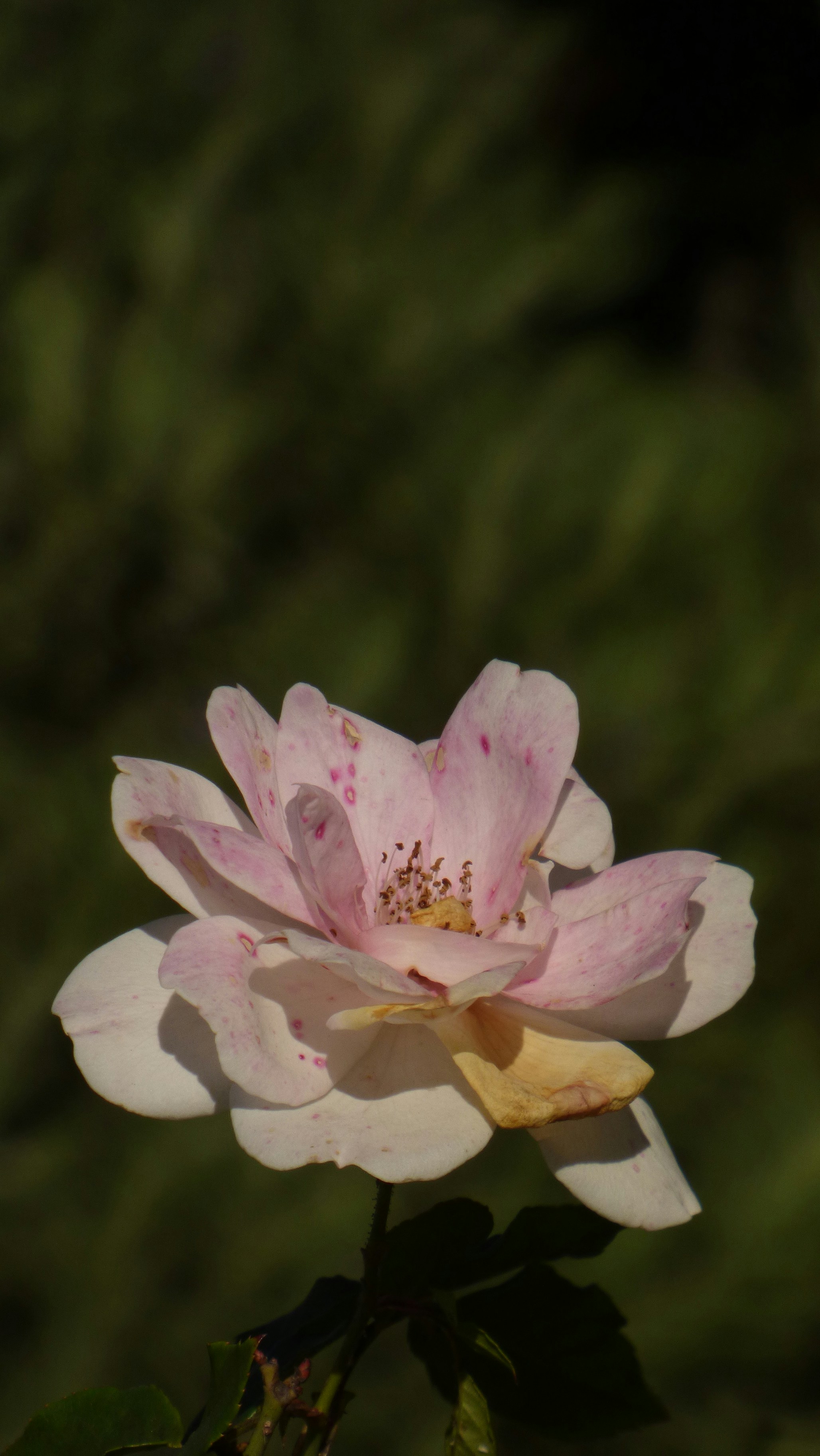 Soft Pink Rose in Focus Against a Green Backdrop