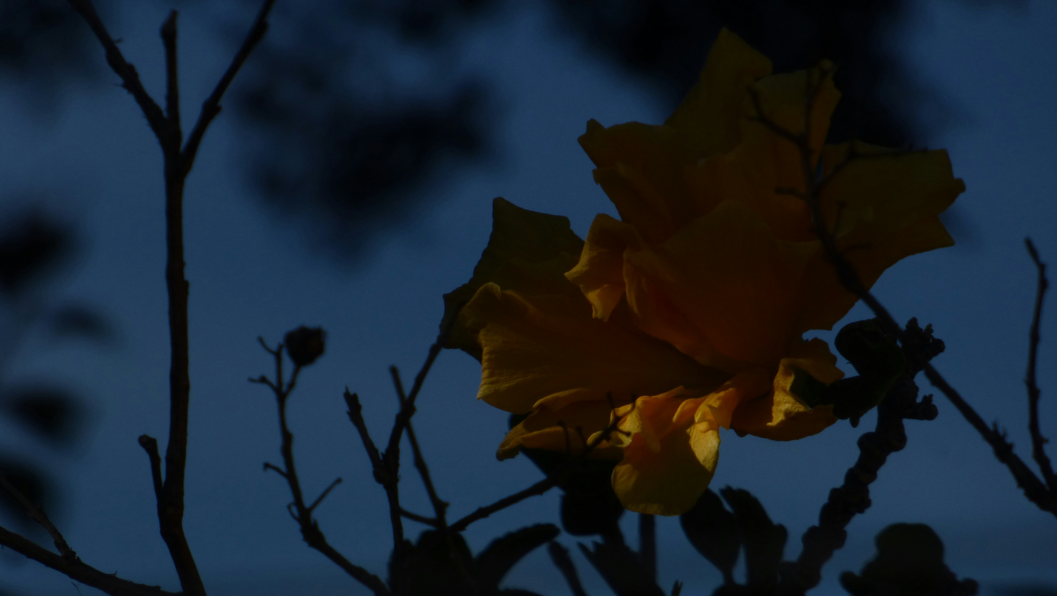 Midnight Bloom: A lone orange flower glows against the dark silhouette