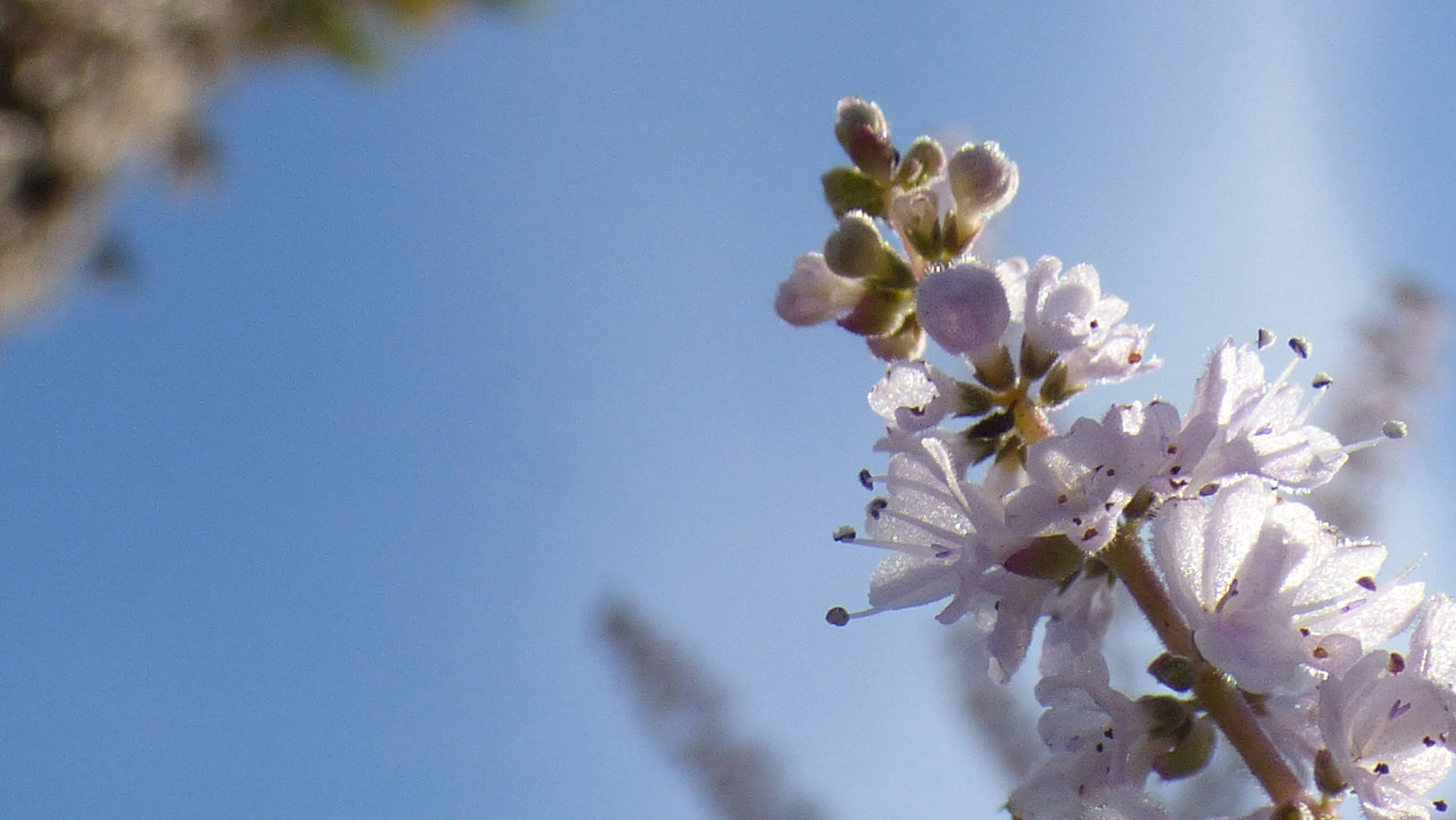 Blooming Whispers Against a Clear Sky