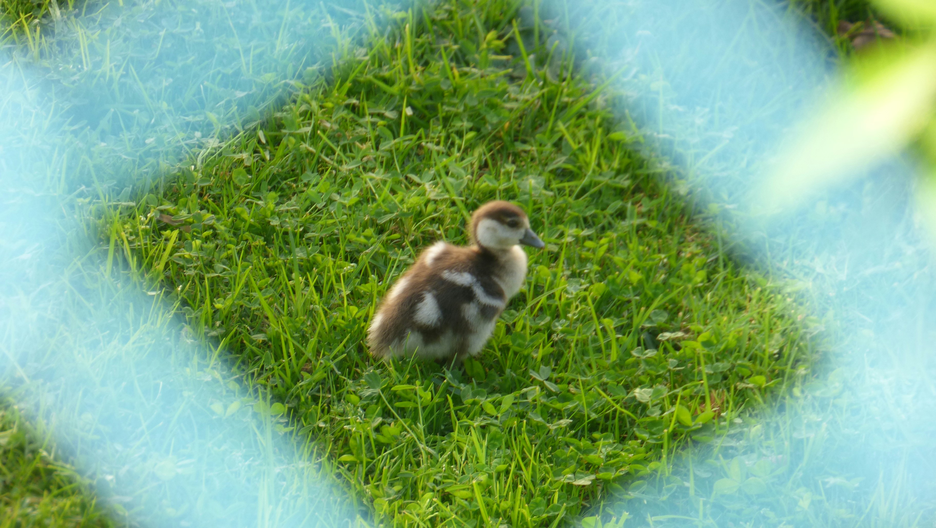 Duckling in a Sunlit Lawn Under a Misty Fence Pattern