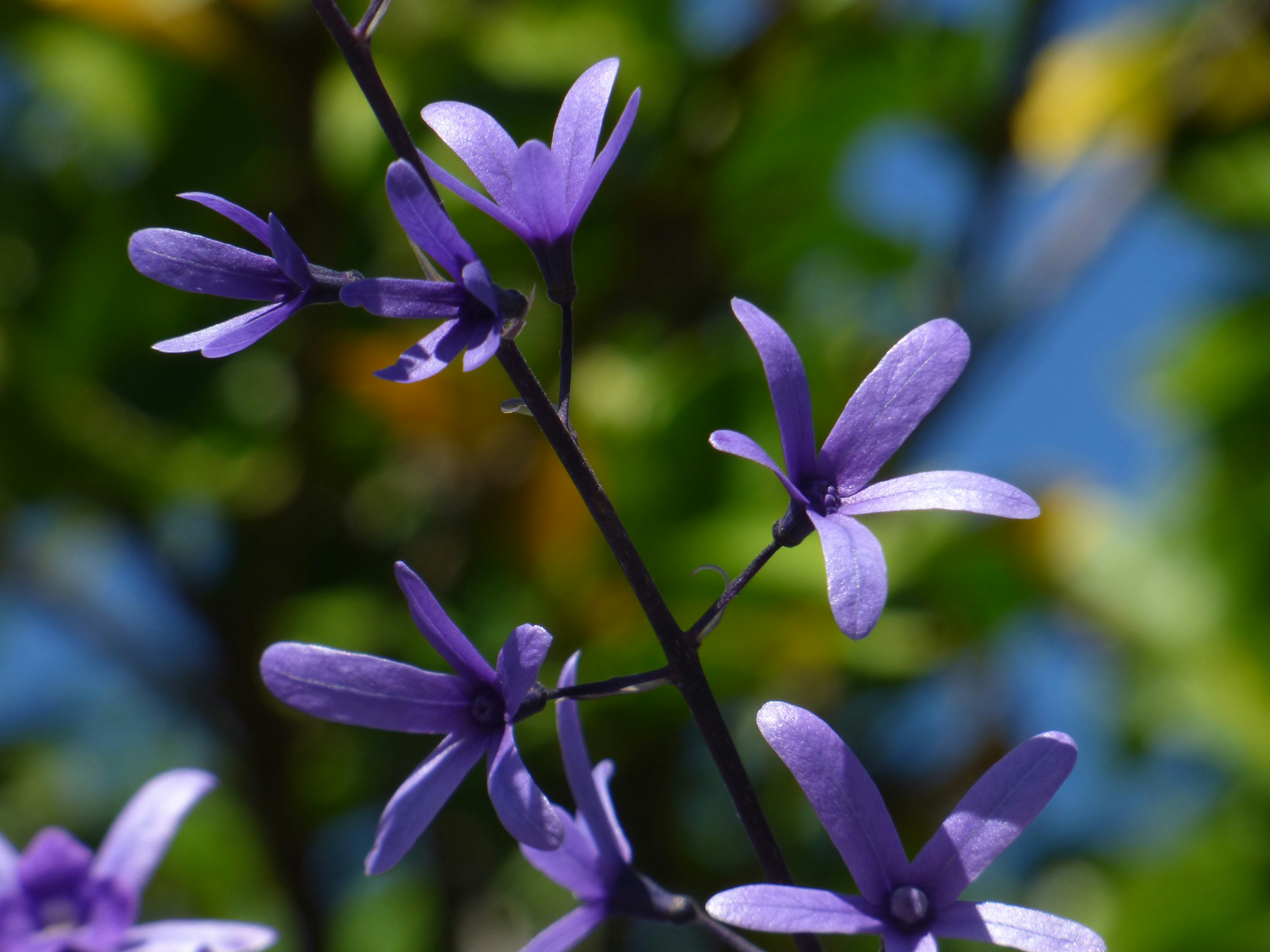 Purple orchid-like blossoms climb a slender stem against a sunlit kaleidoscope of green and blue