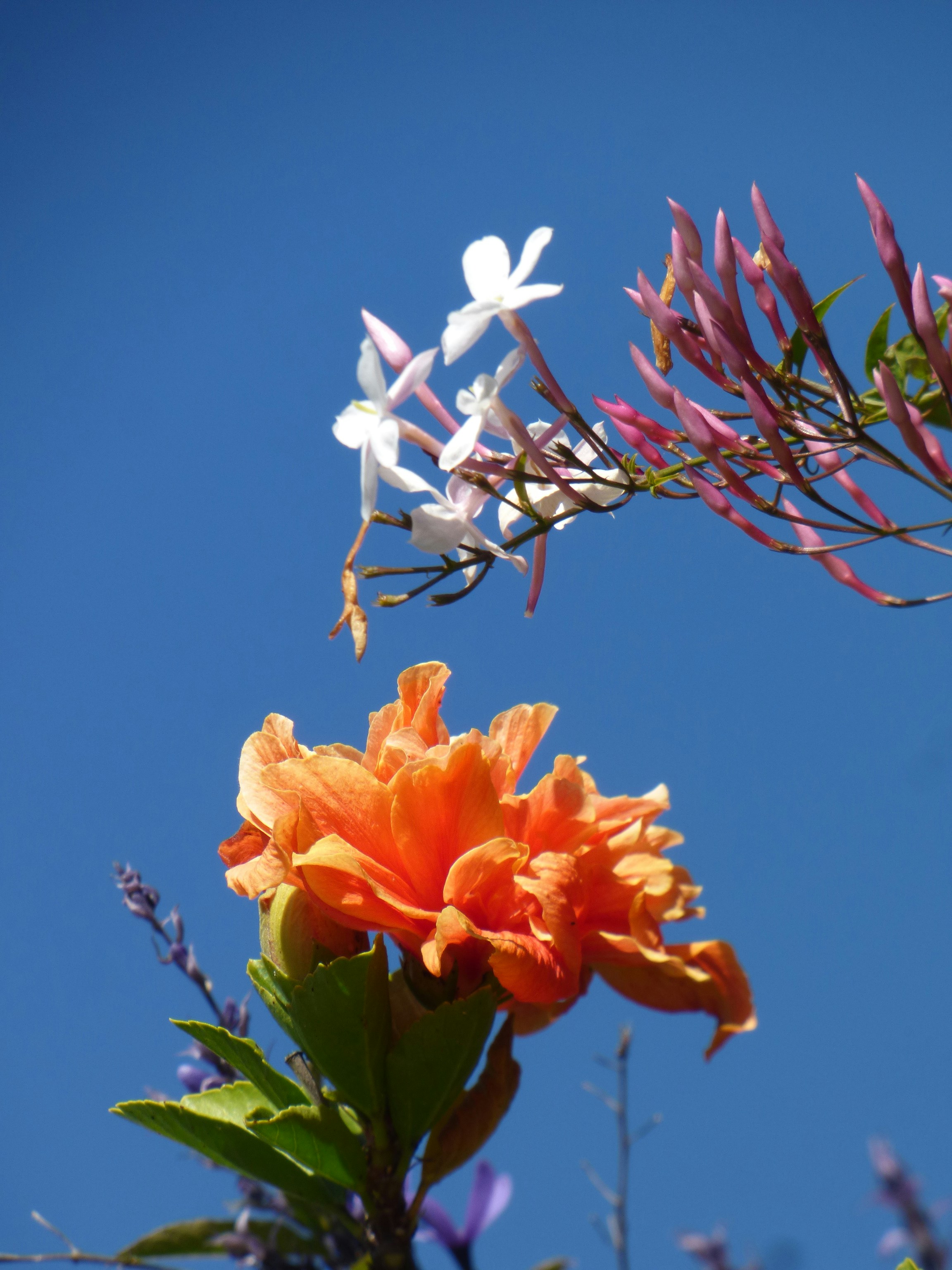 Orange Hibiscus Reaches Toward a Clear Sky