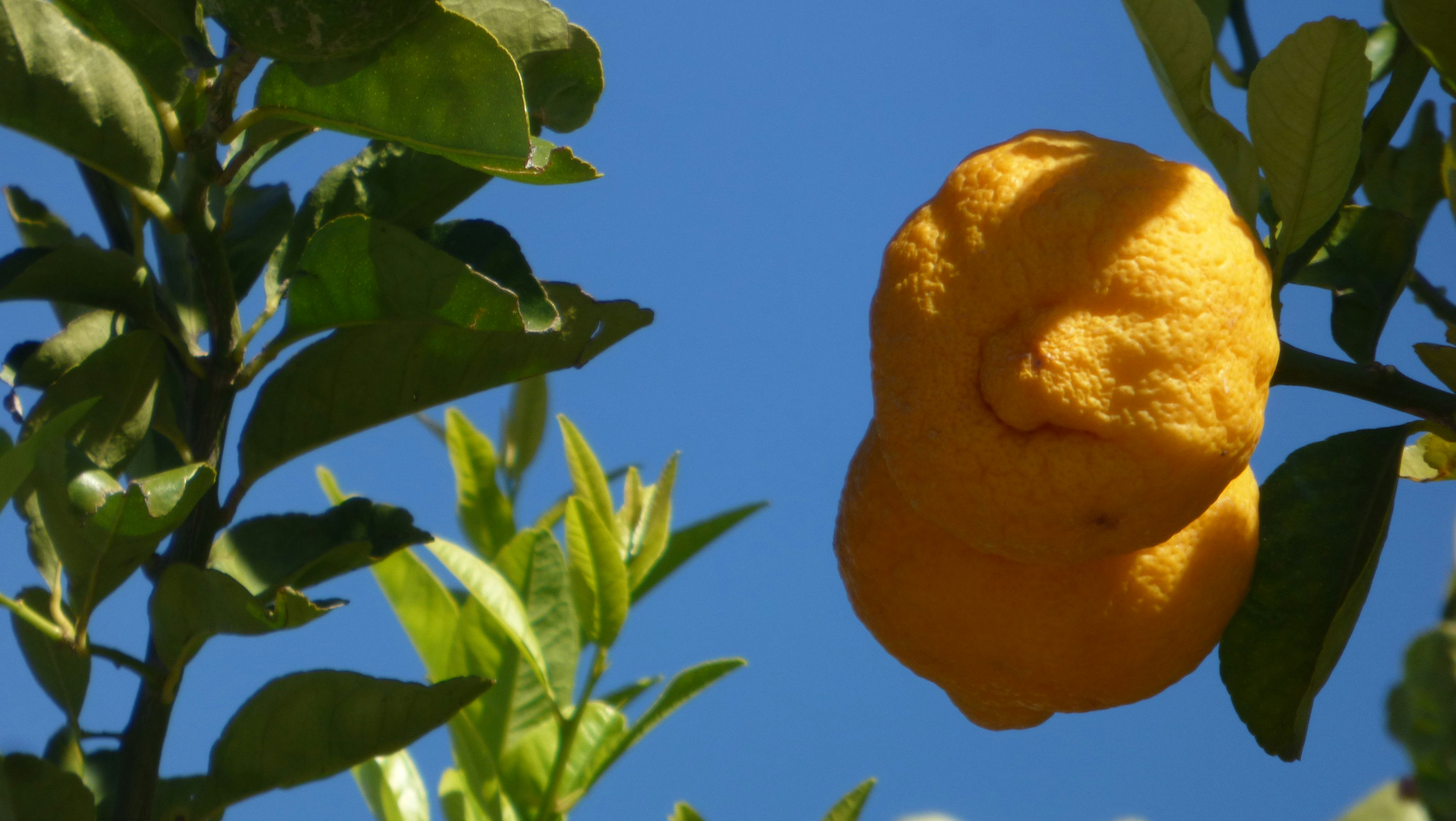 Bright Citrus Sentinel Under a Clear Blue Sky