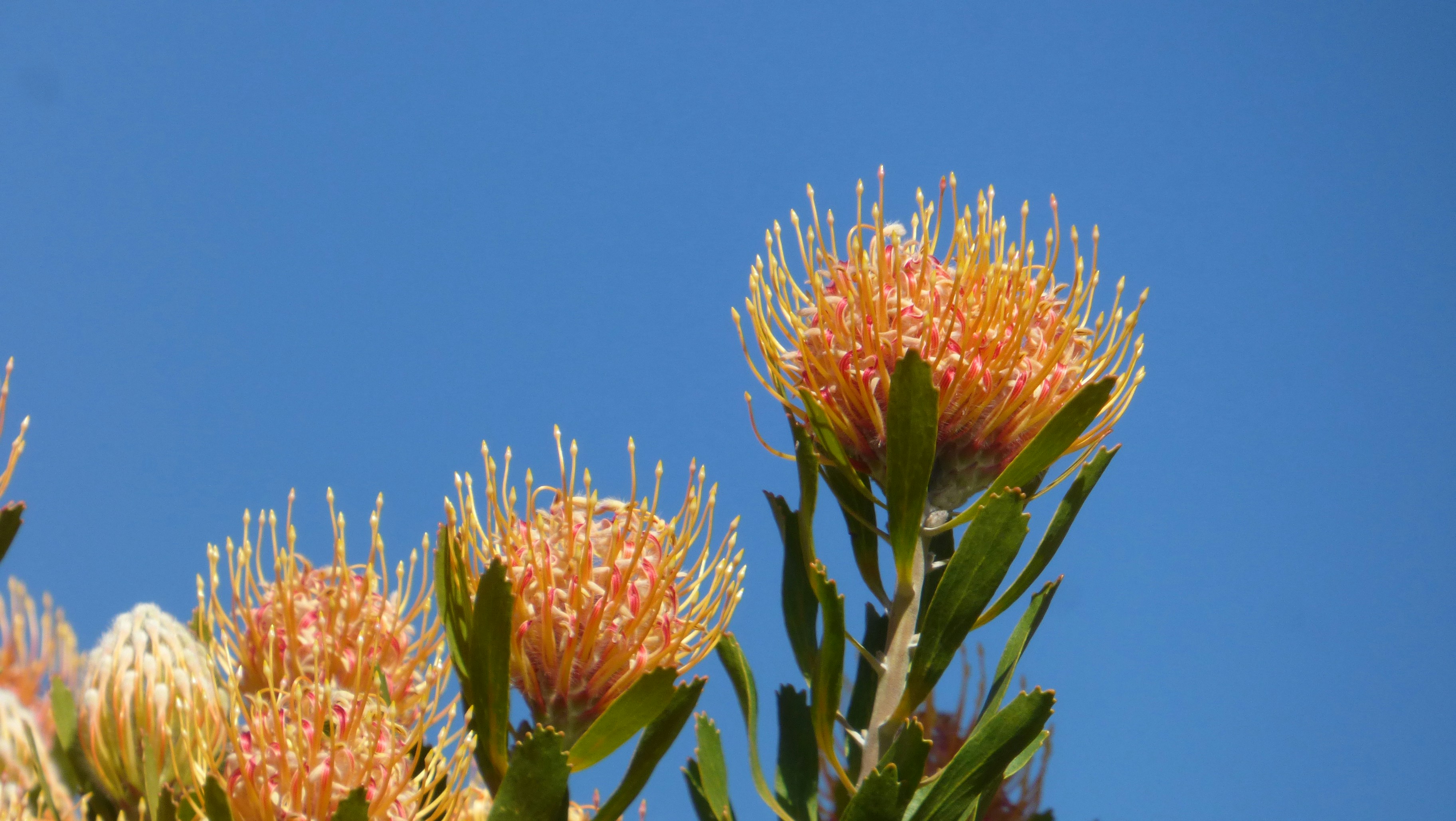 Sunlit Protea Heads Reaching Toward a Clear Blue Sky