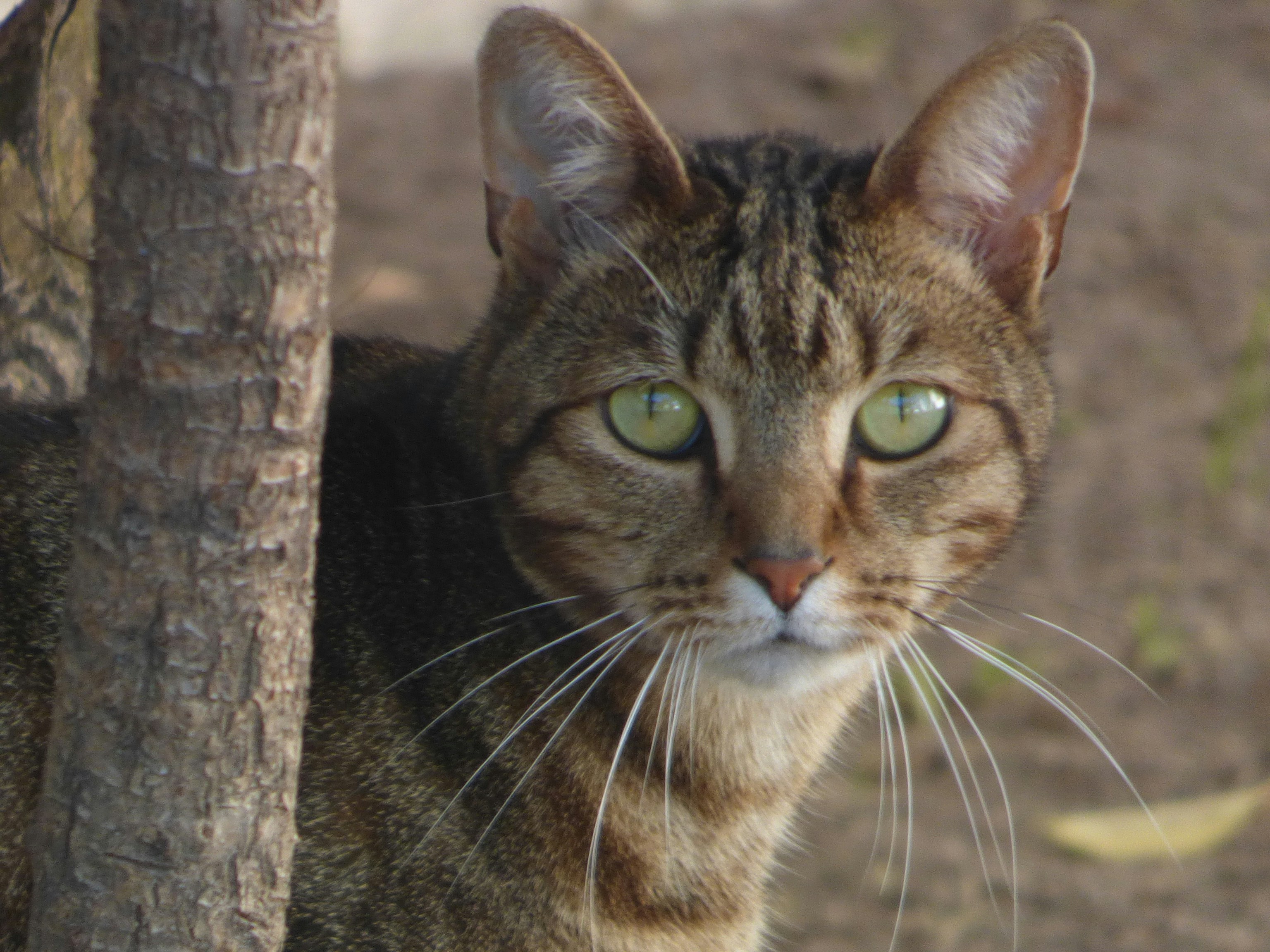 Emerald Gaze Behind a Tree Trunk