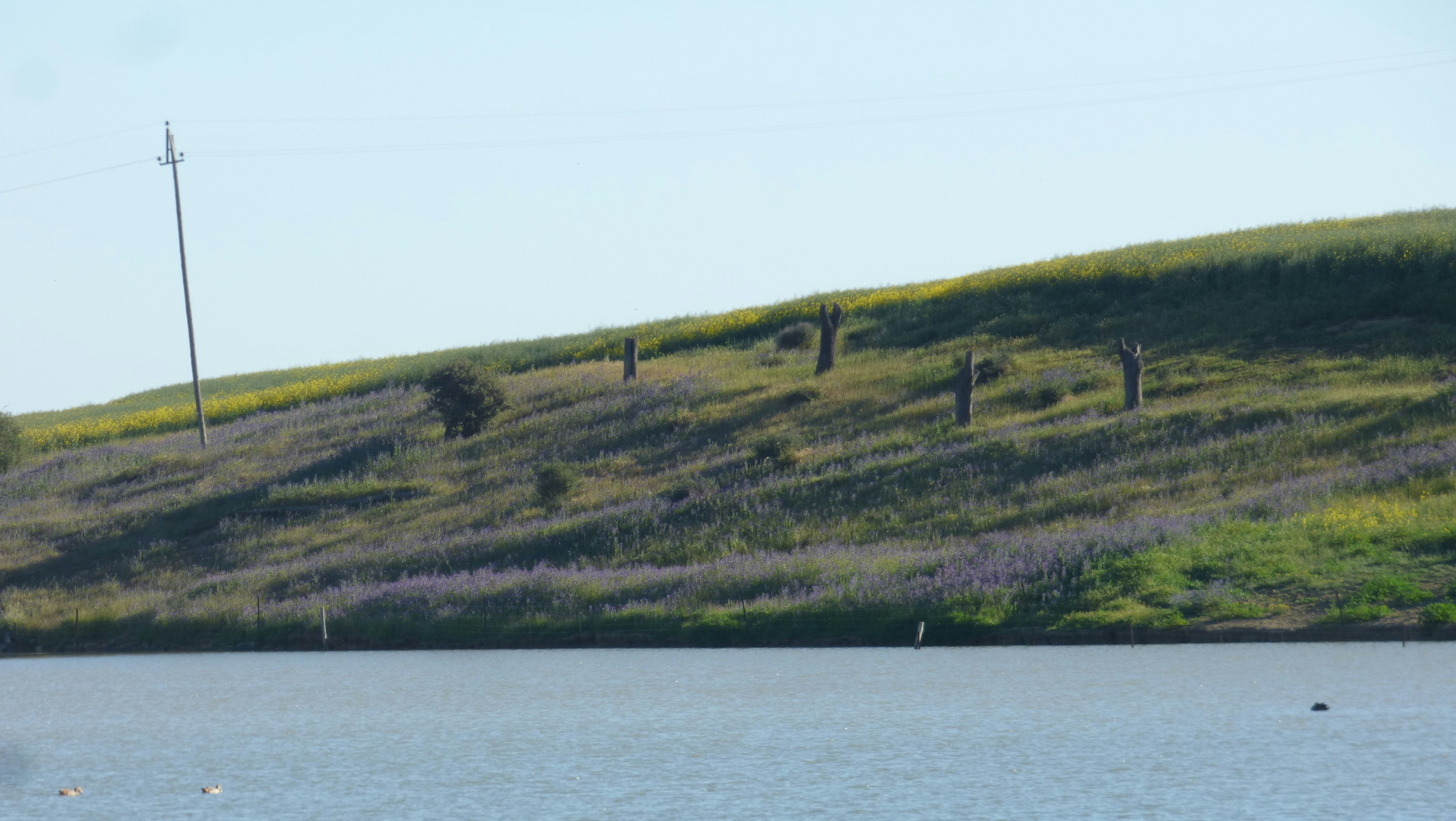Quiet shoreline with grassy hill and wooden posts beside a calm body of water