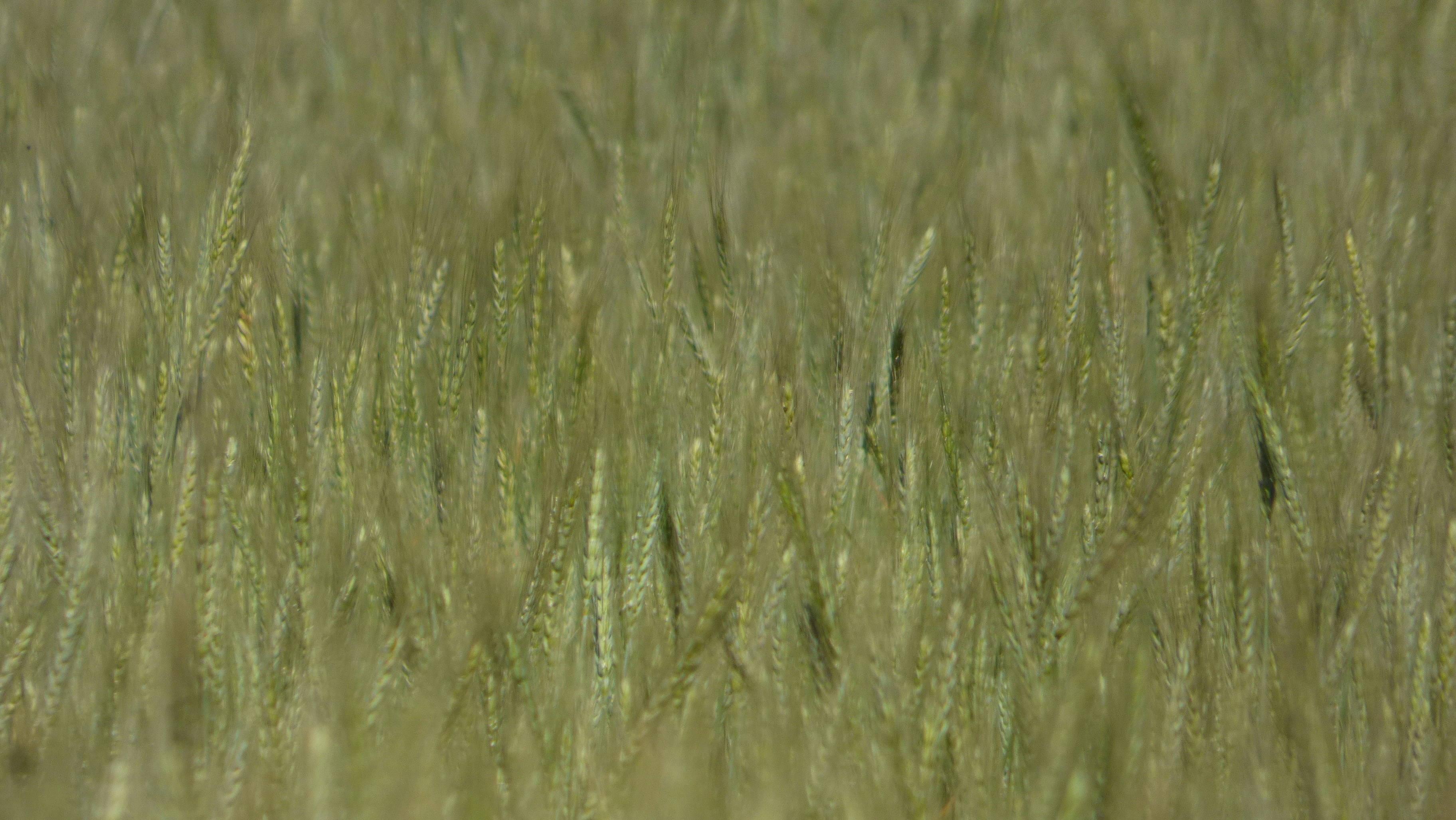 Close-Cropped Meadow: Blades in Soft Light