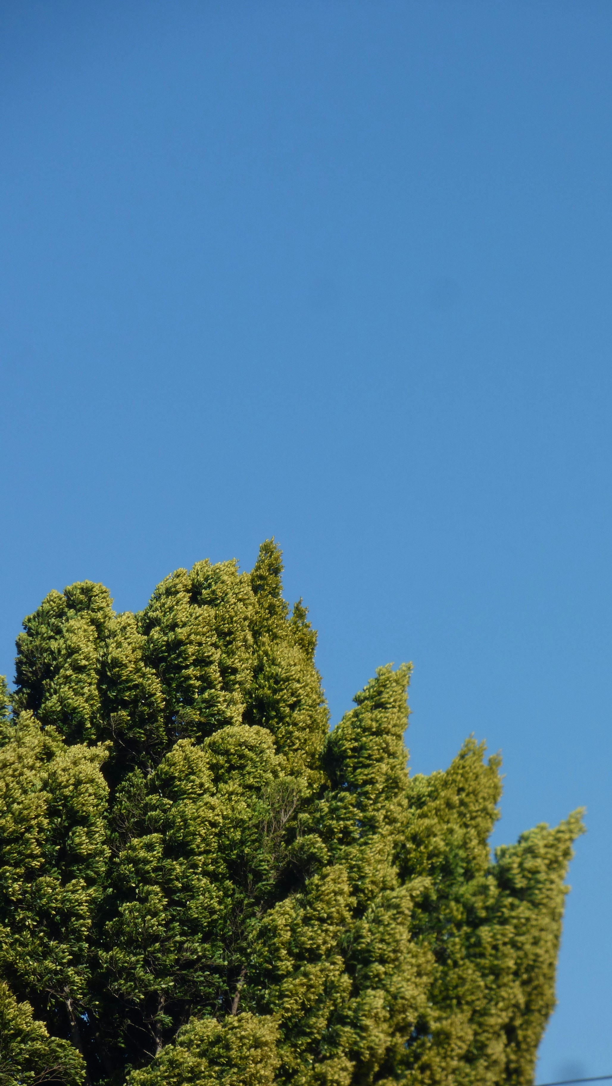 Emerald Canopy Against a Clear Skiescape