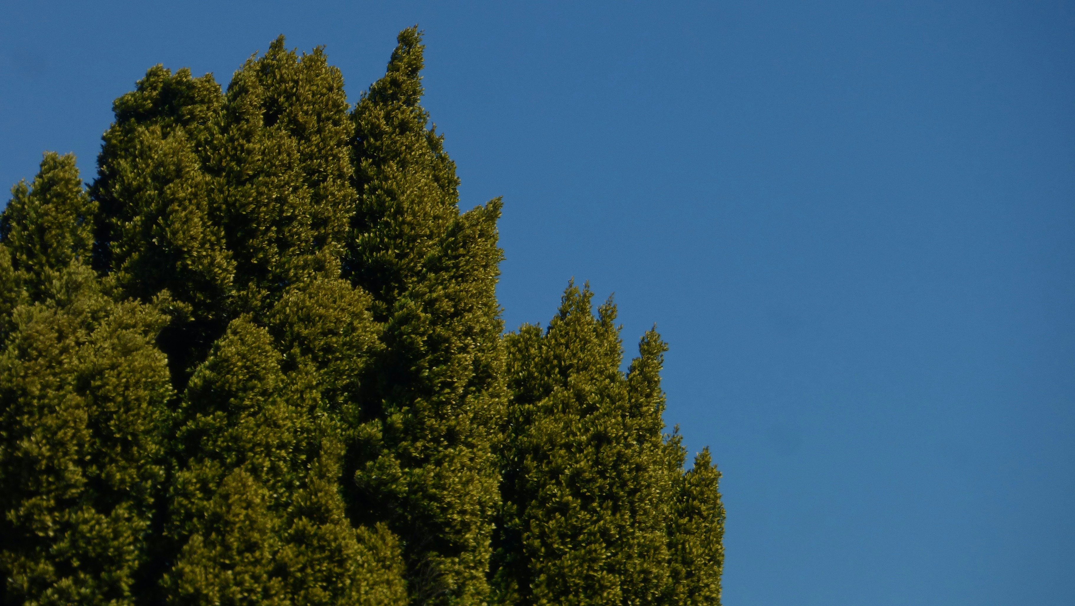 Crowned Pines Under a Clear Sky