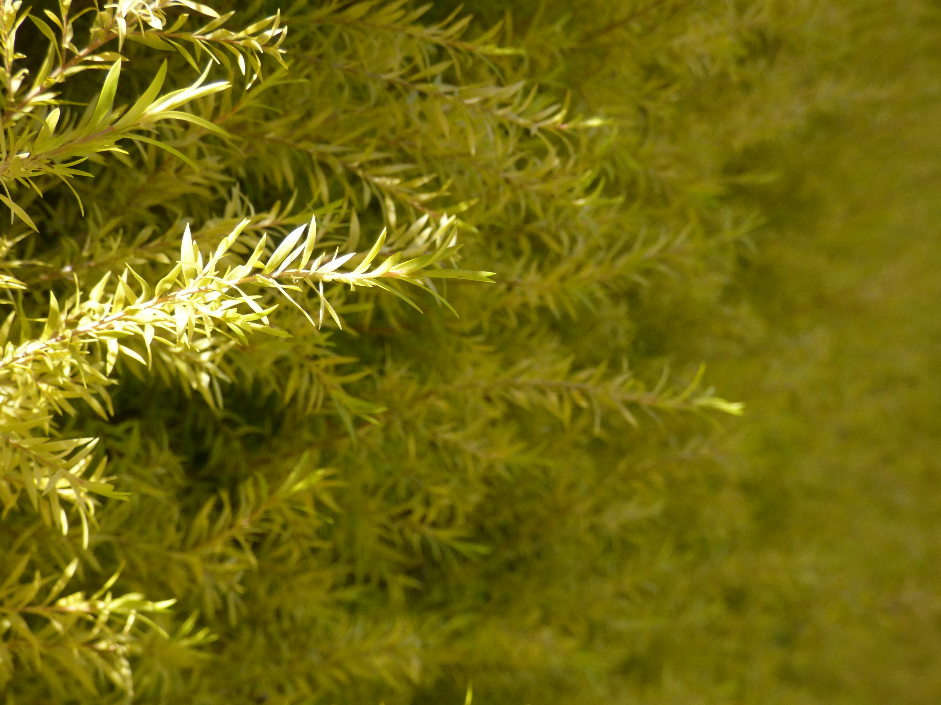 Golden Sprig Depth: Sunlit Citrus-green Foliage in Soft Focus