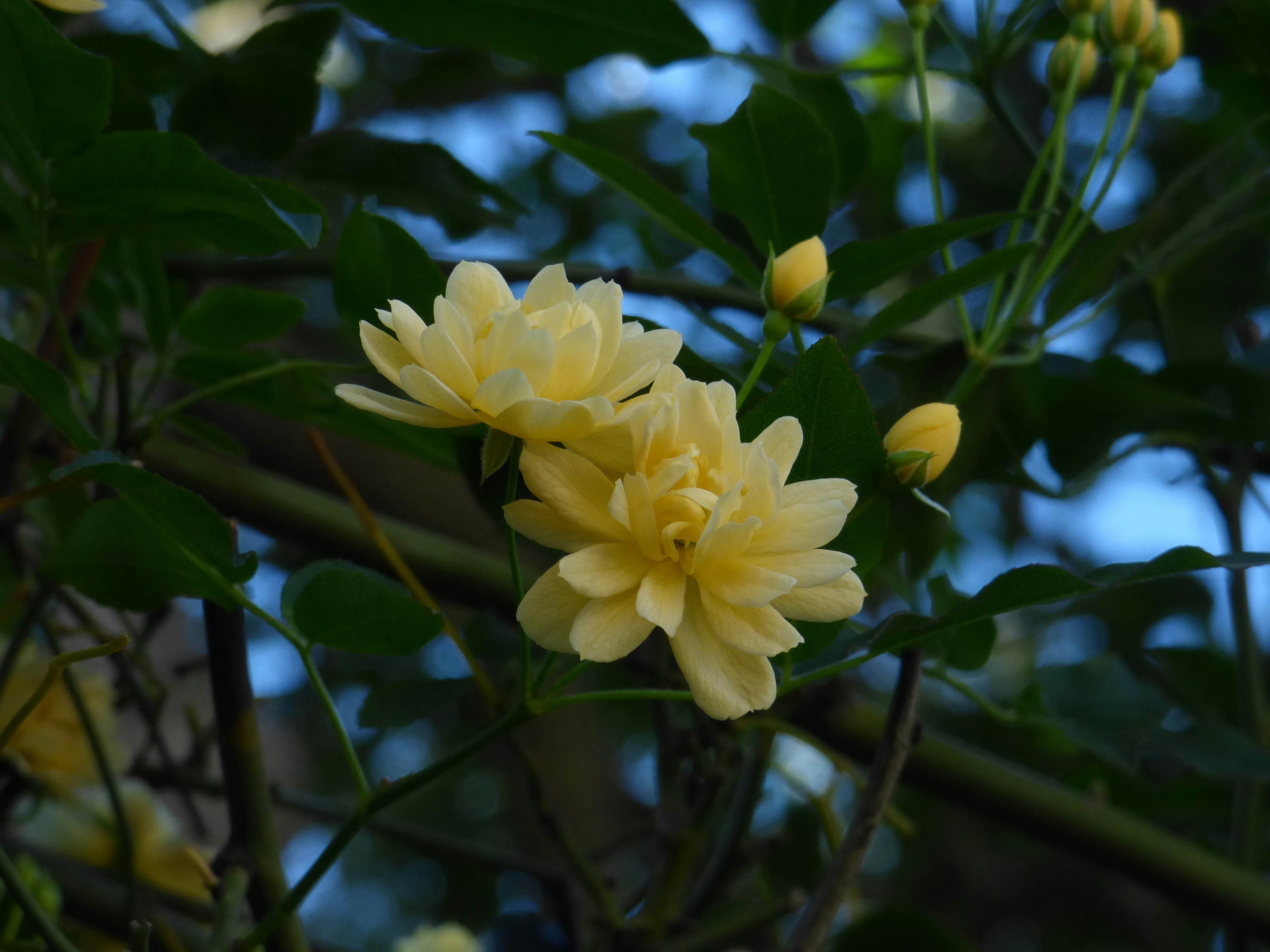 Sunlit Yellow Blooms Amid Nightshade Green