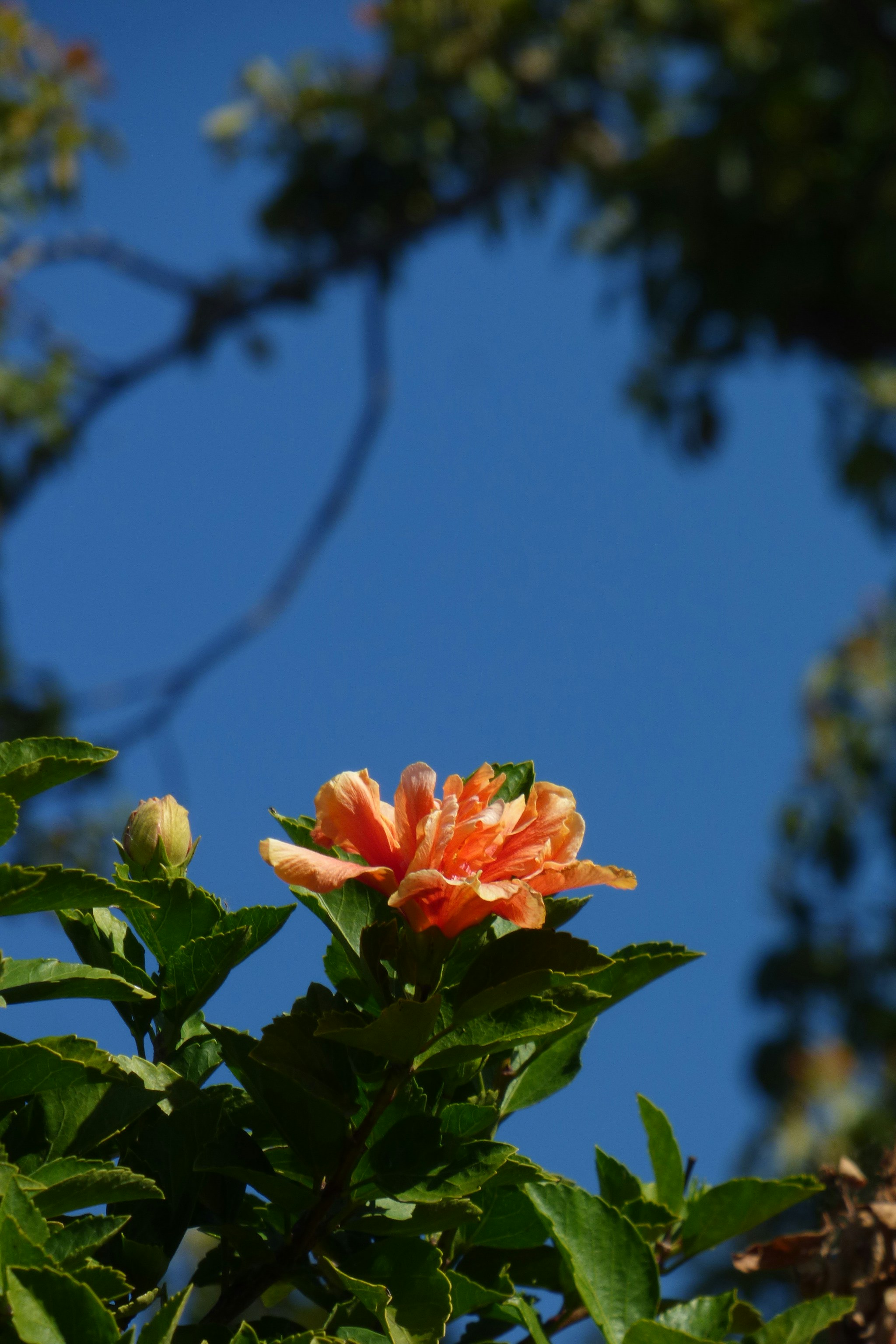 Bloom under a cobalt sky: orange hibiscus crowned by sunlit leaves