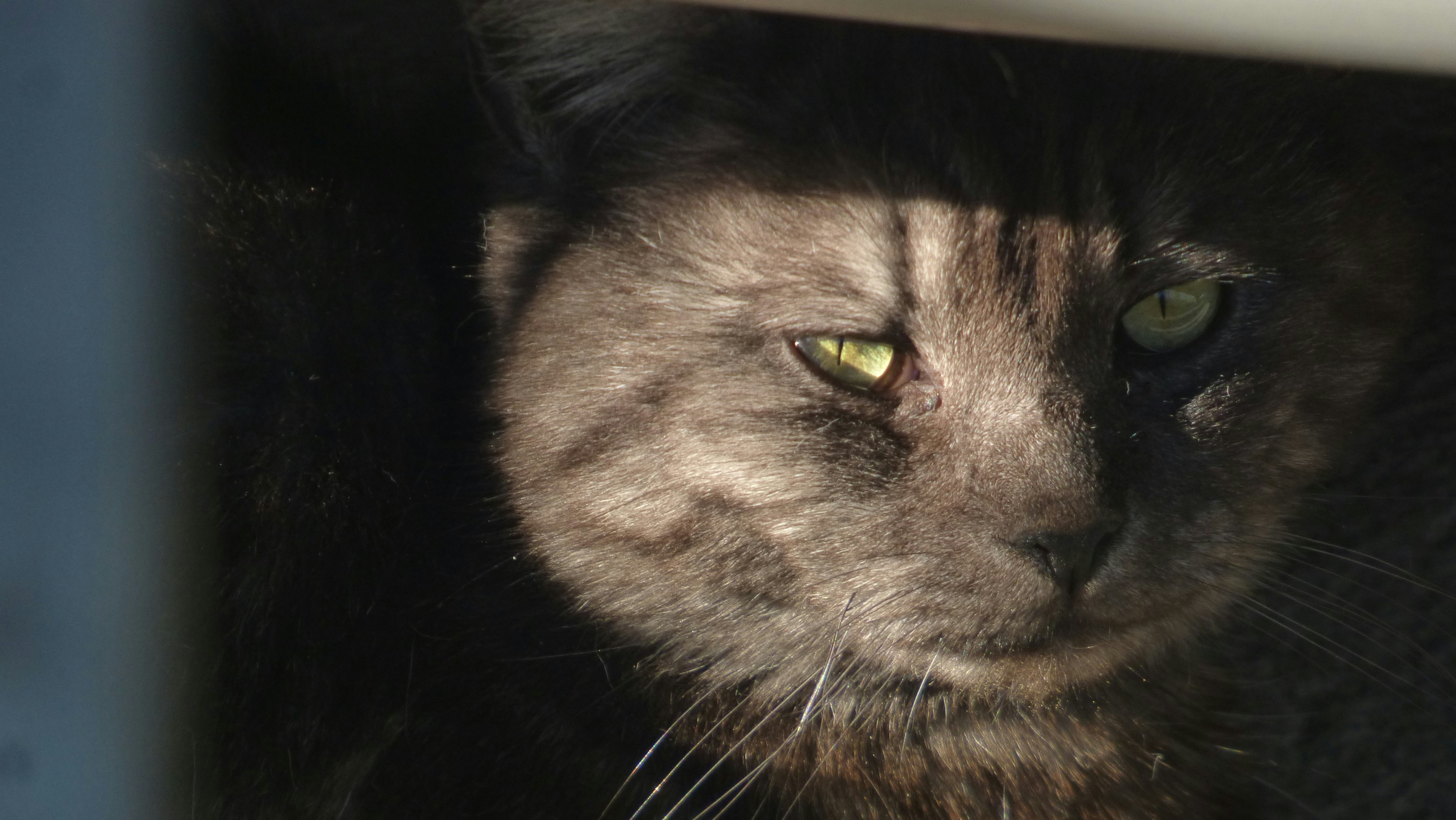 Shadowed Gaze: A Feline in Quiet Contemplation