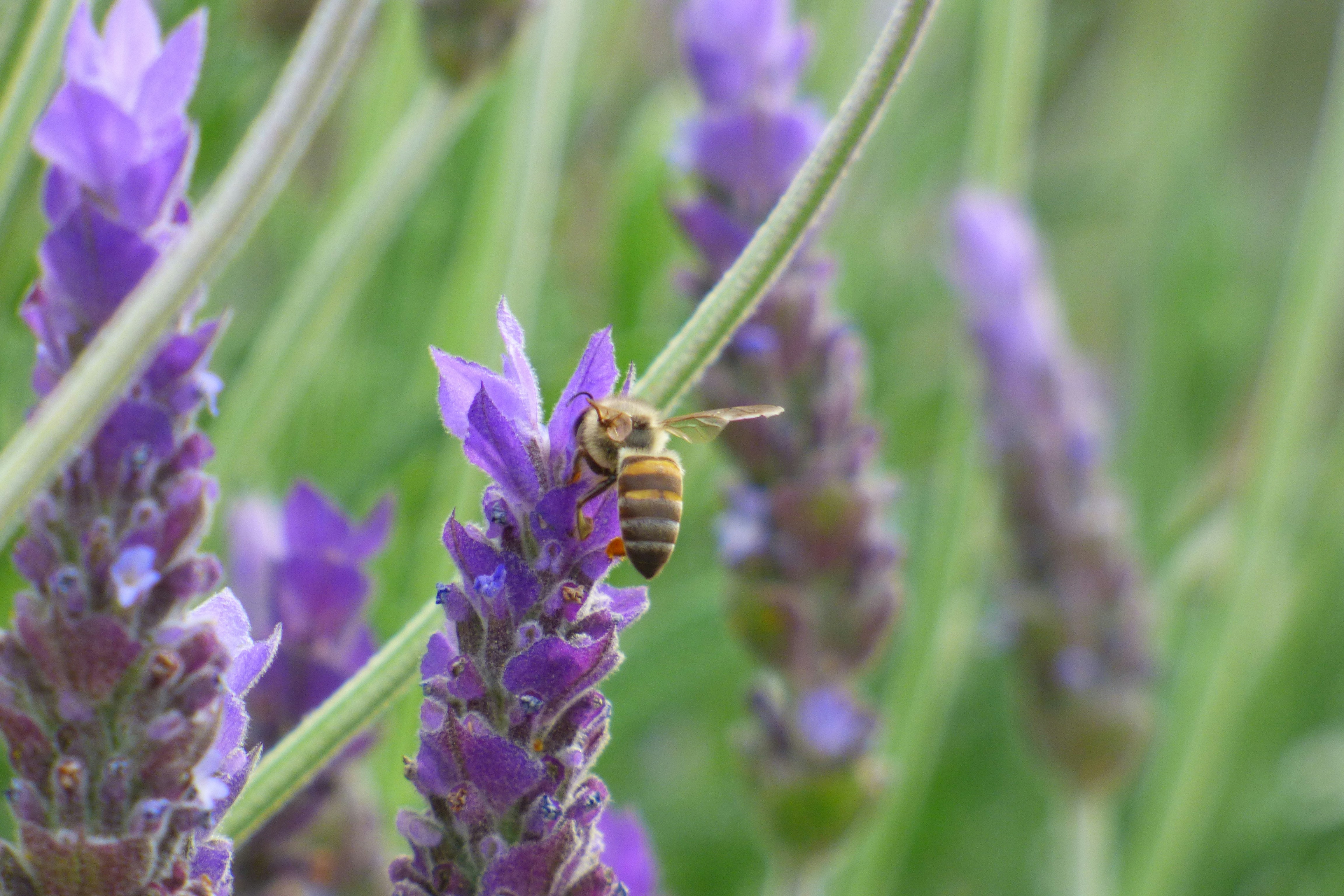 Bee in Lavender: A Moment of Hovering Precision