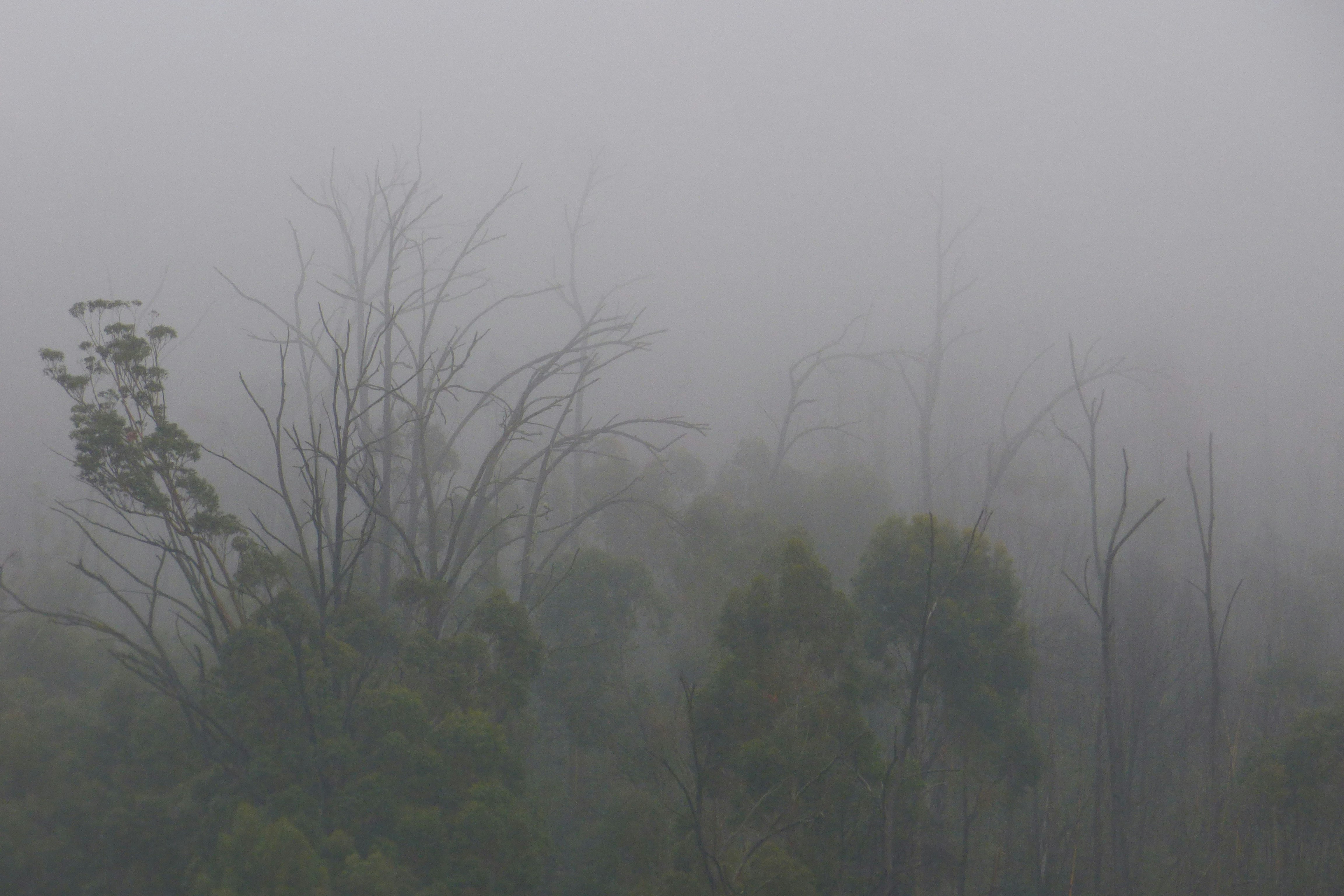 Fogbound Guardians: Silhouettes in Silent Forest
