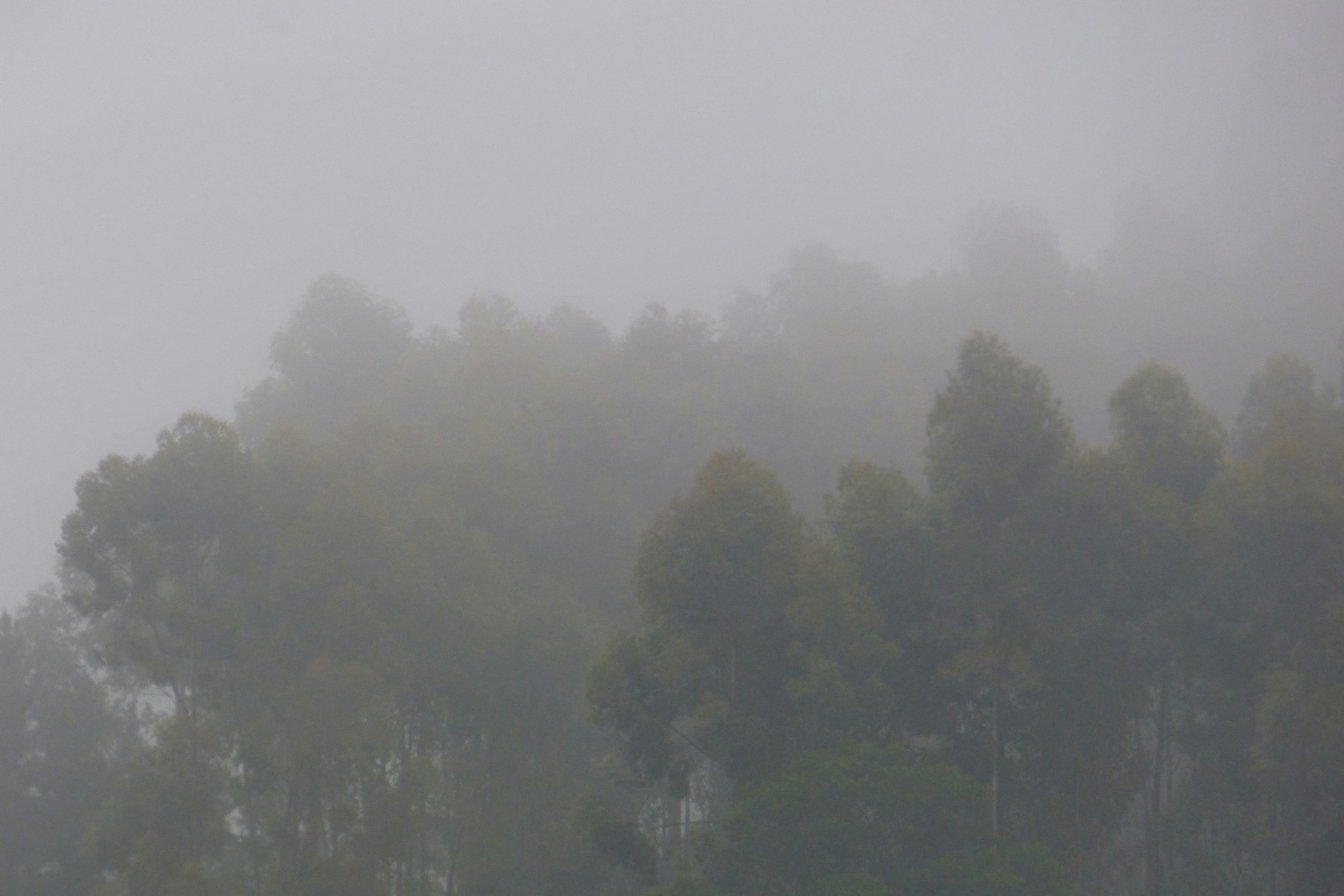 Mist-Softened Ridge: Trees Recede Into Fog