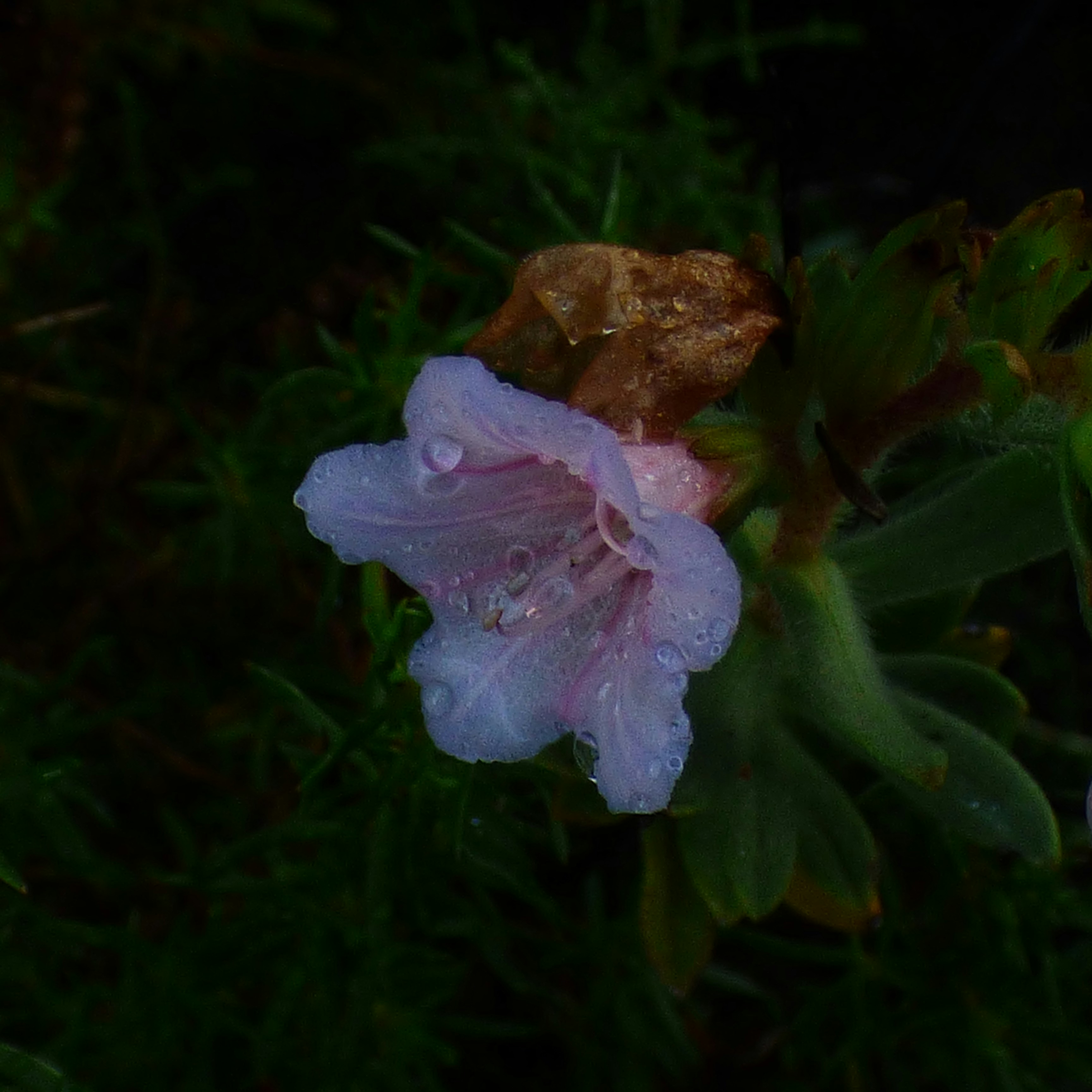 Dew-kissed Lavender Bloom in Dim Backdrop