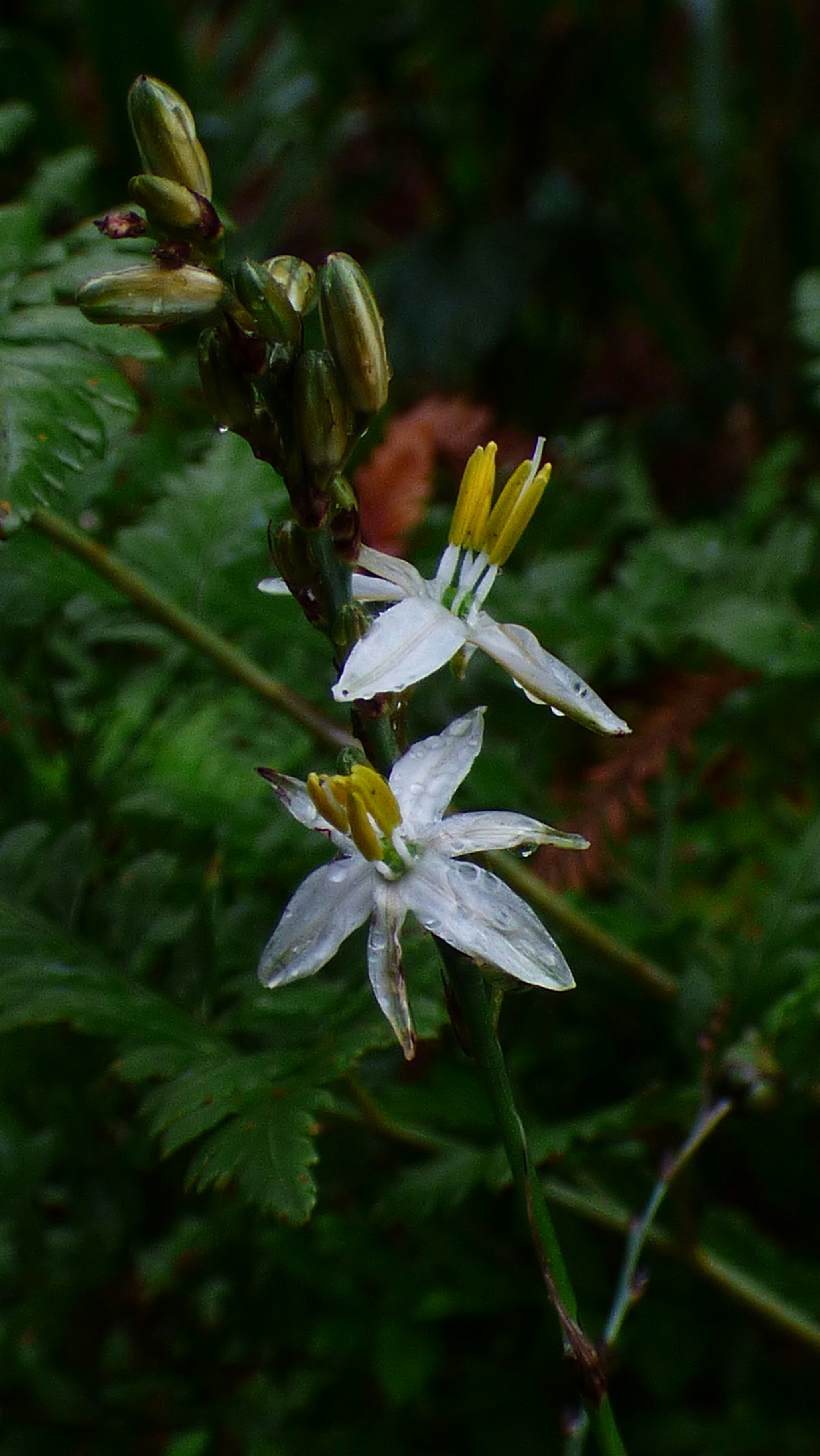 White wildflower bloom on a dew-wet stem amid ferny greenery
