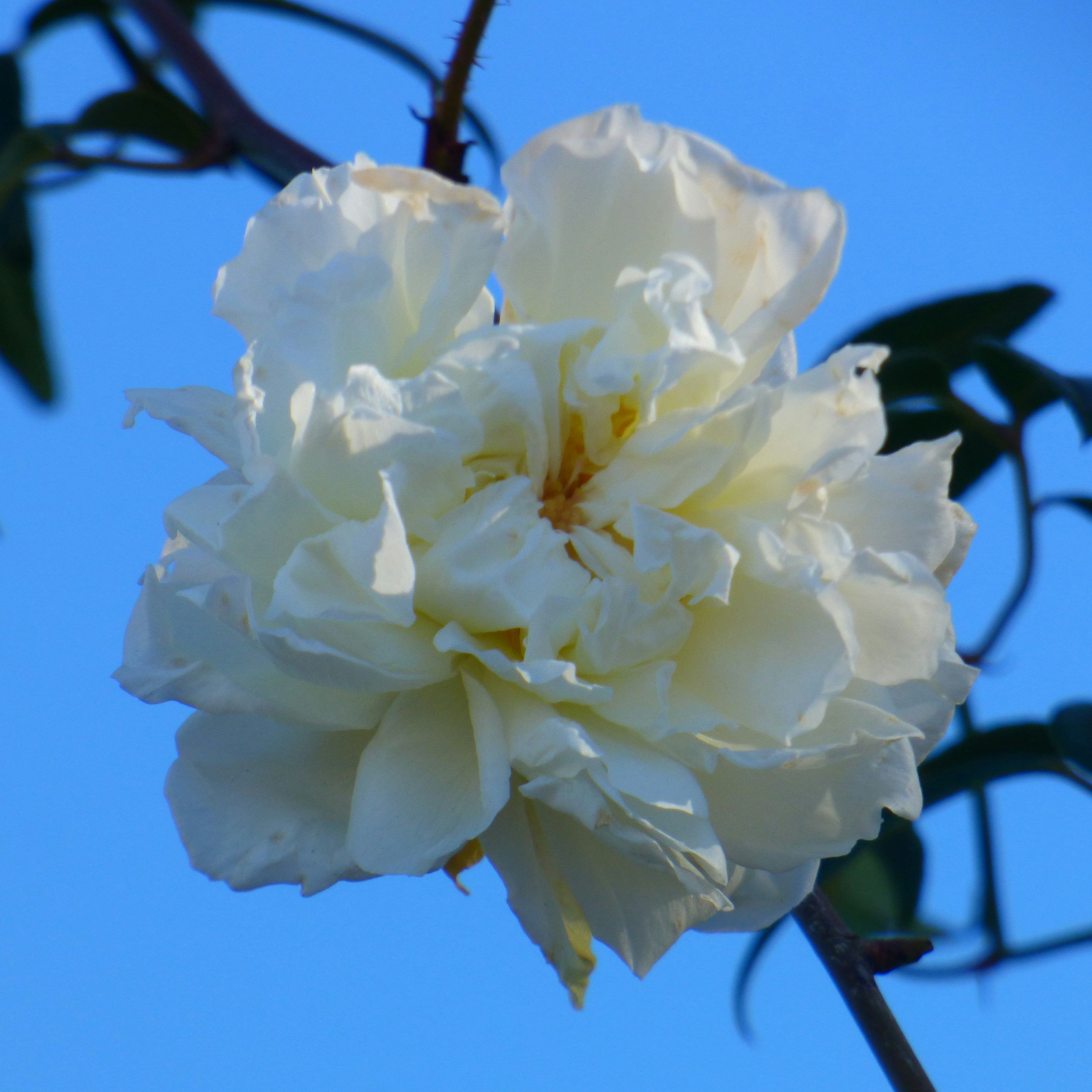 White Peony Against a Clear Blue Sky