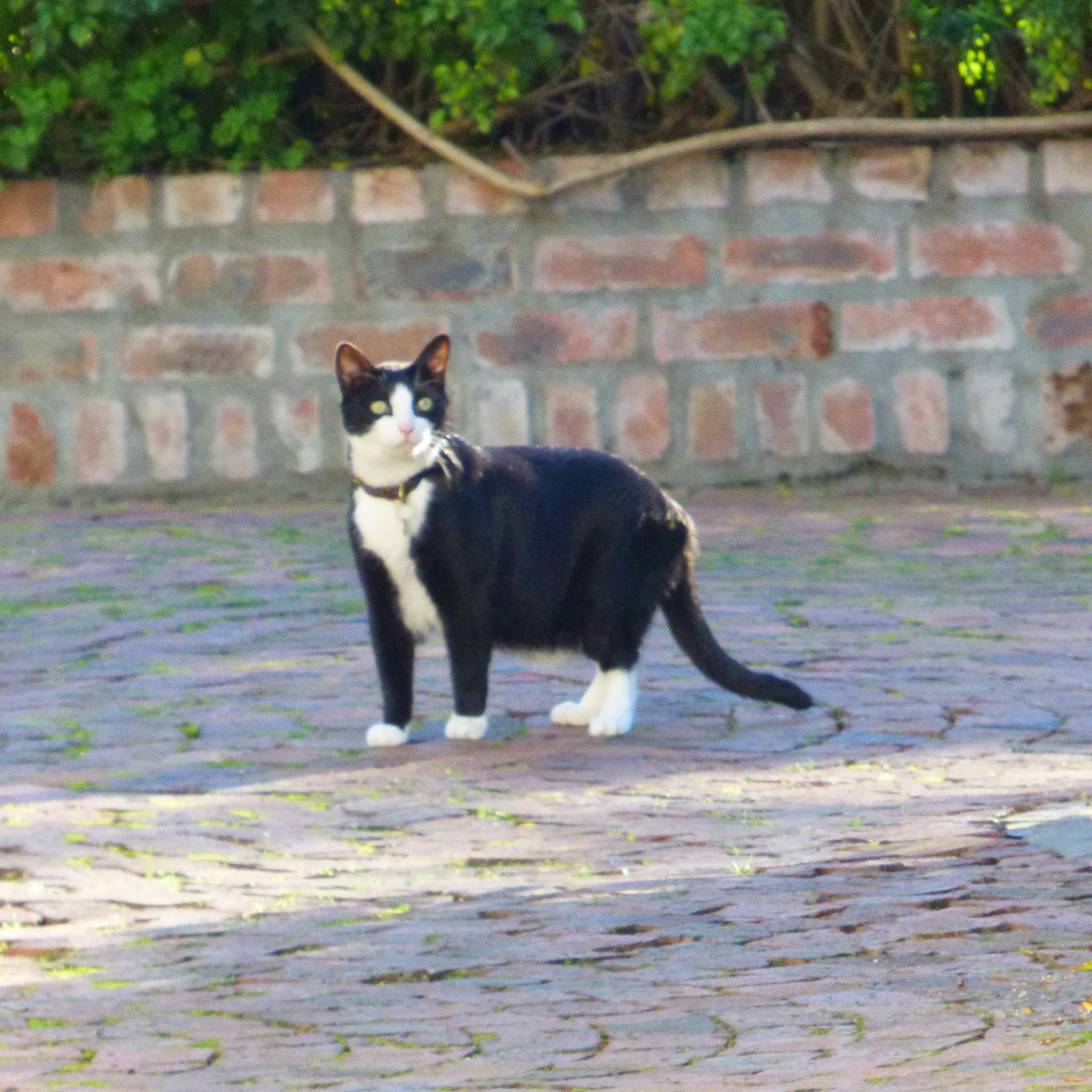 Black-and-White Cat on a Sunlit Cobblestone Terrace