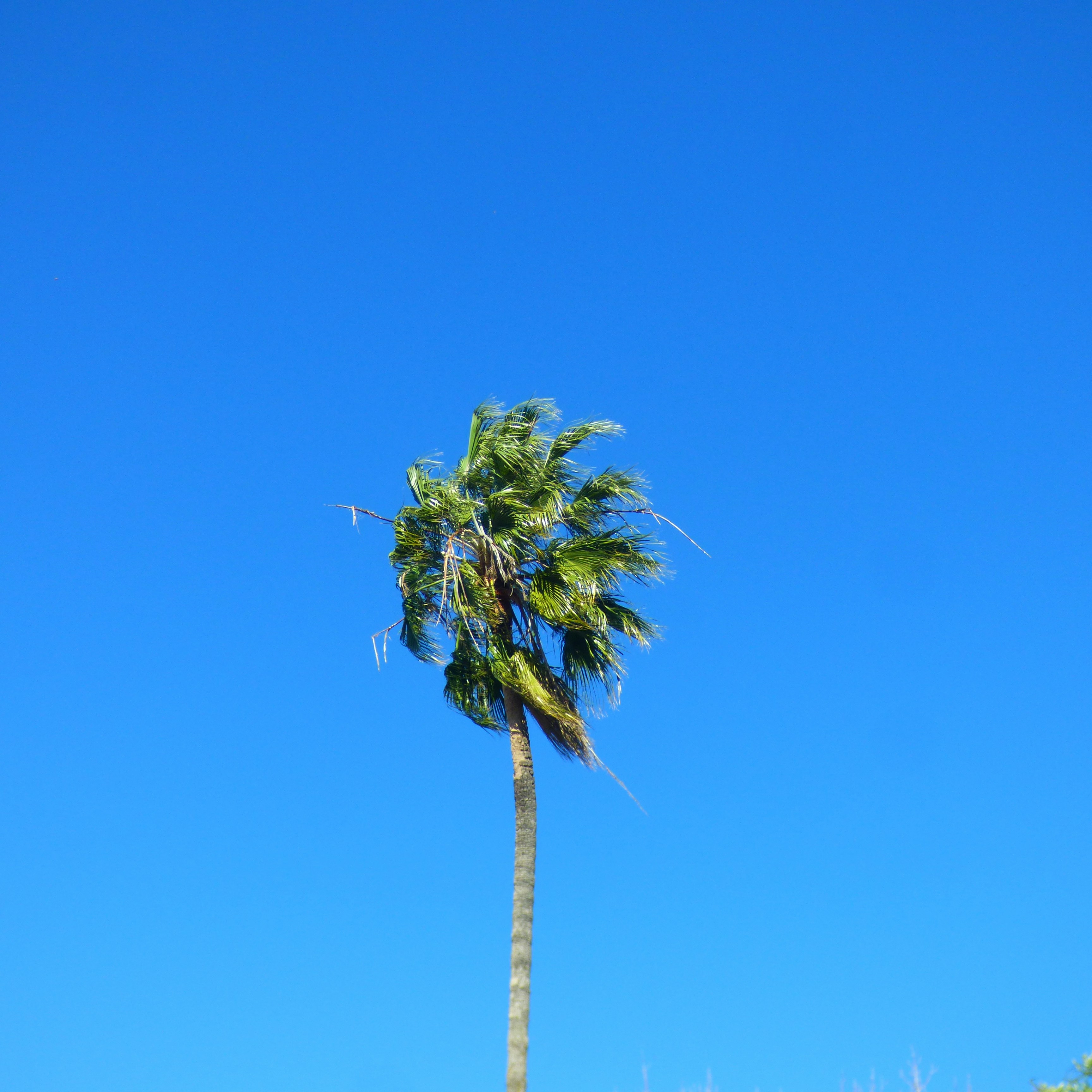 Tall Palm Against a Pristine Blue Sky