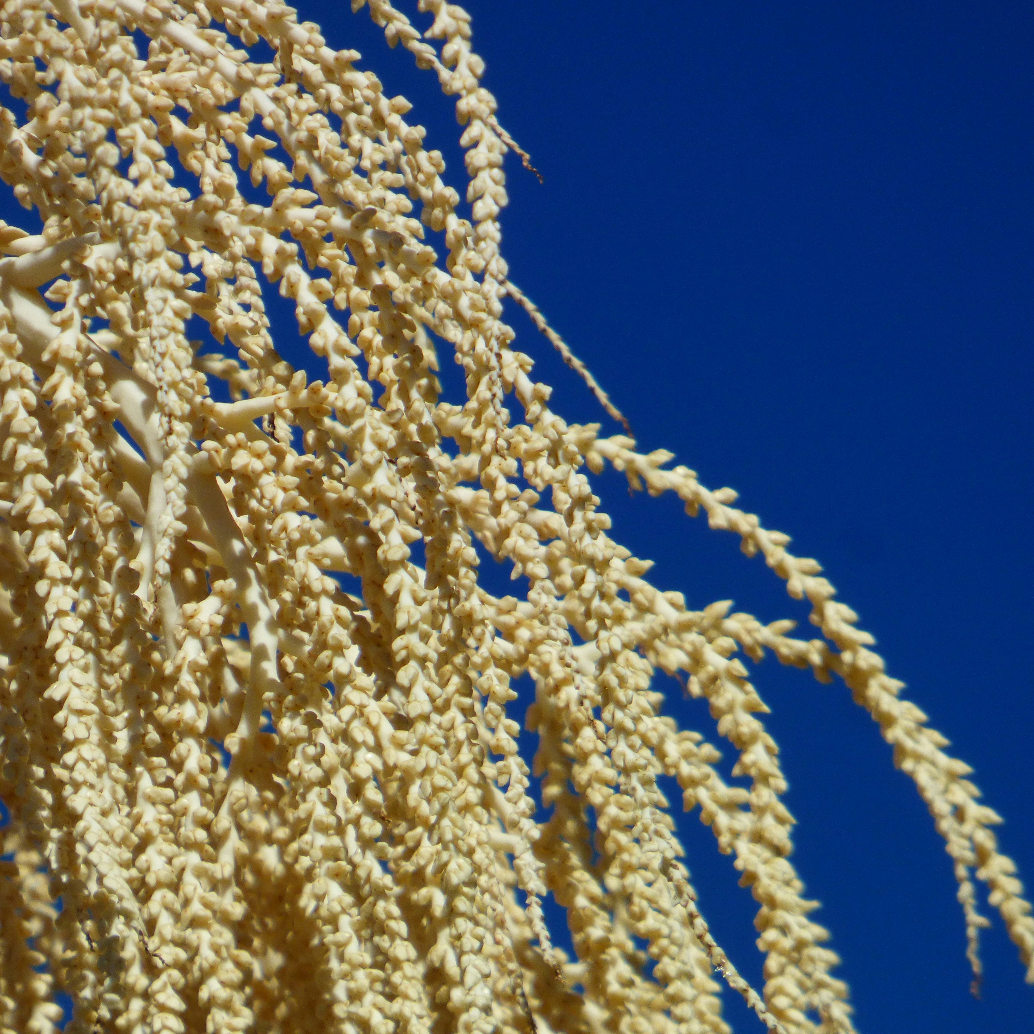Golden Cascade Against a Pristine Blue Sky
