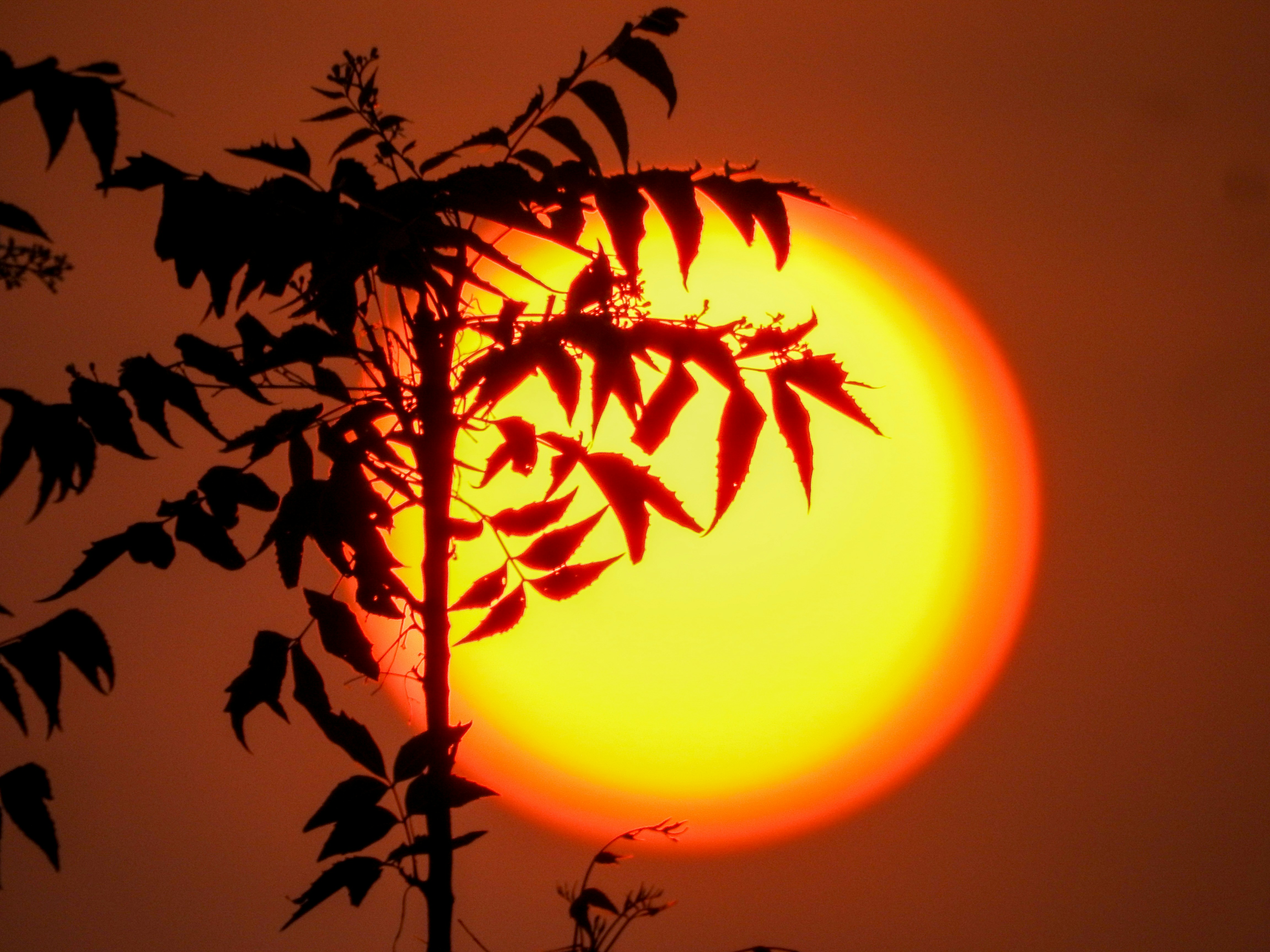 Silhouetted branches arc across a near-full sun, creating a bold, warm backlit scene with rich orange and red tones. This image emphasizes the contrast between sharp leaf silhouettes and a radiant solar disk.
