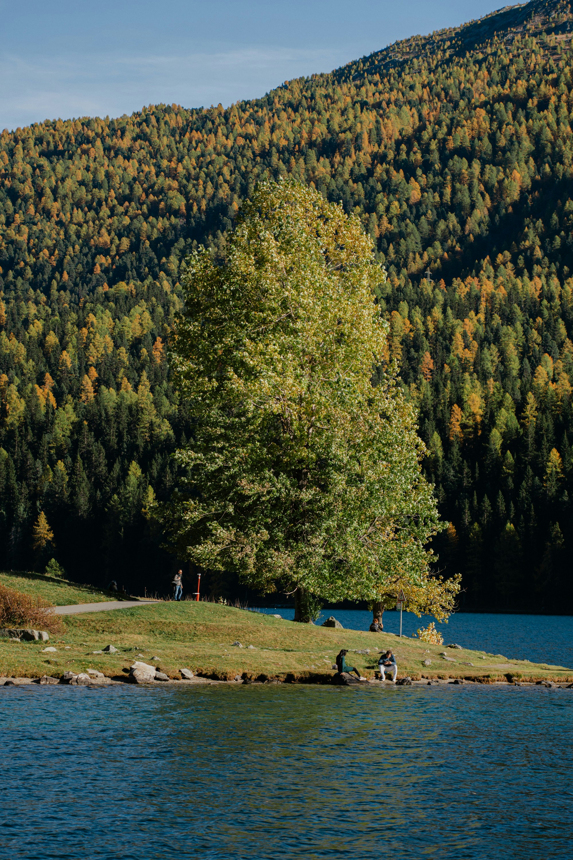 Lone Tree by the Lake, Framed by Far Hills