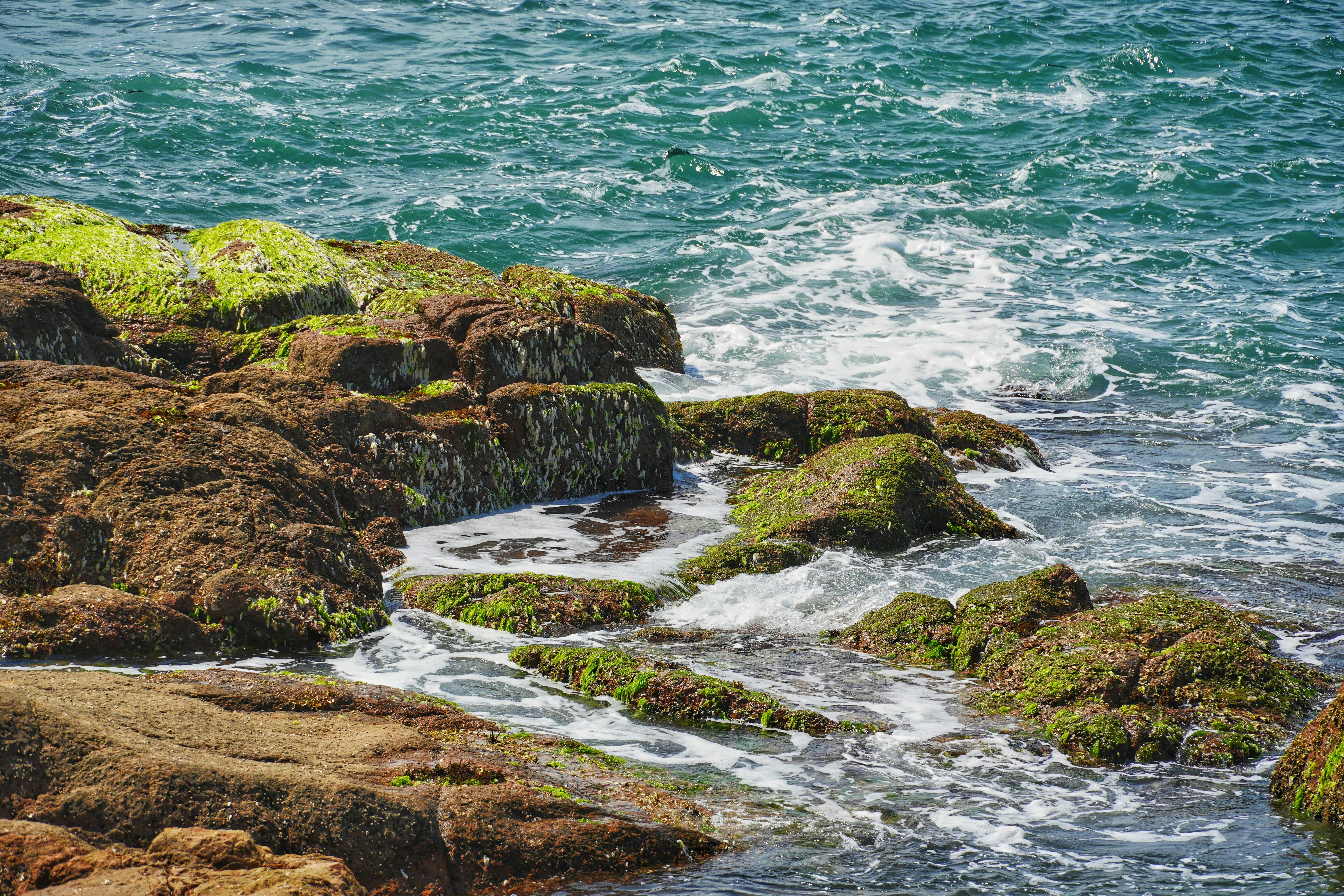 Lichen-blanketed rocks meet restless surf along sunlit shoreline
