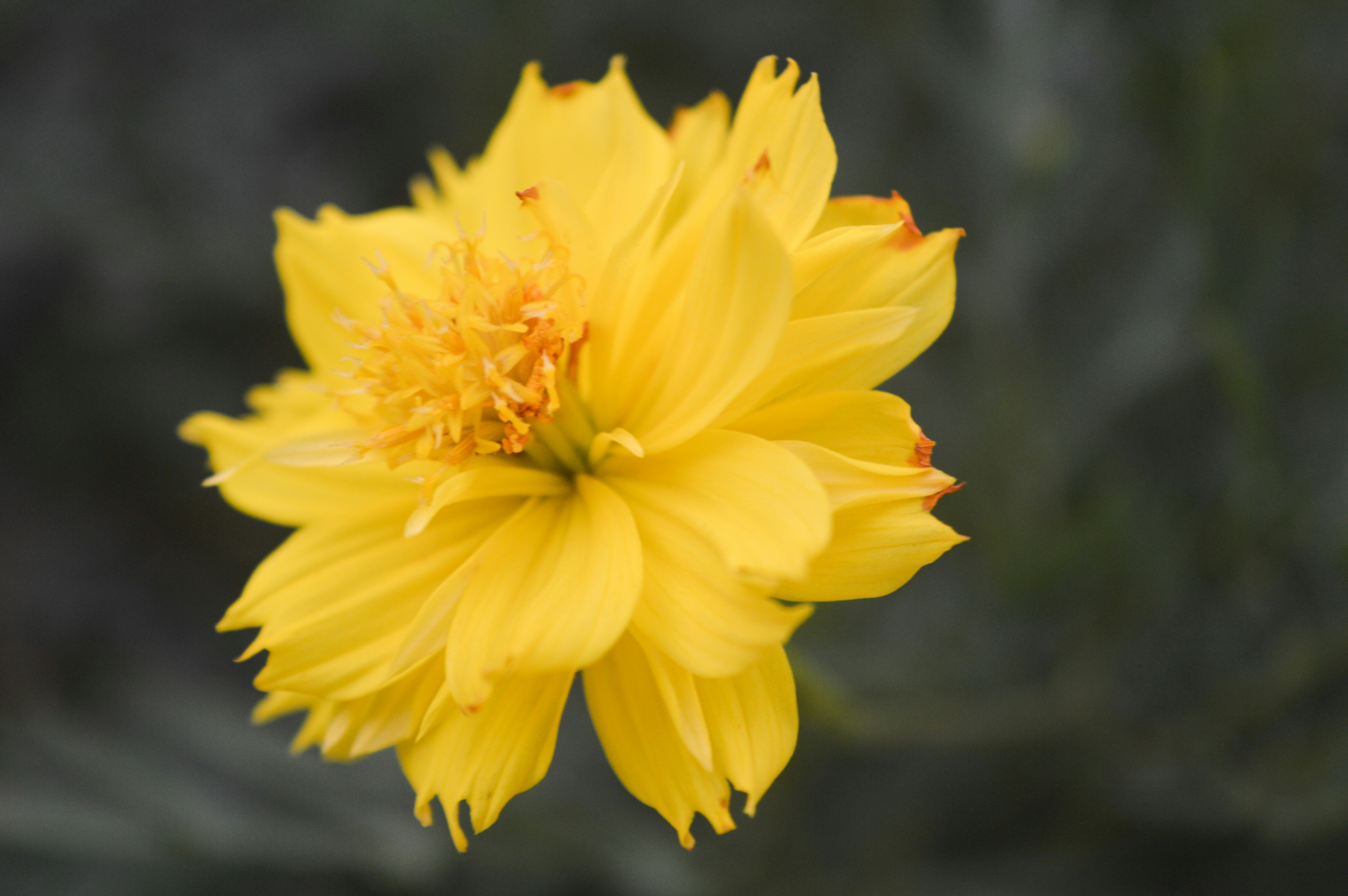 Sunlit Golden Core: A Brushed-Flower Close-Up