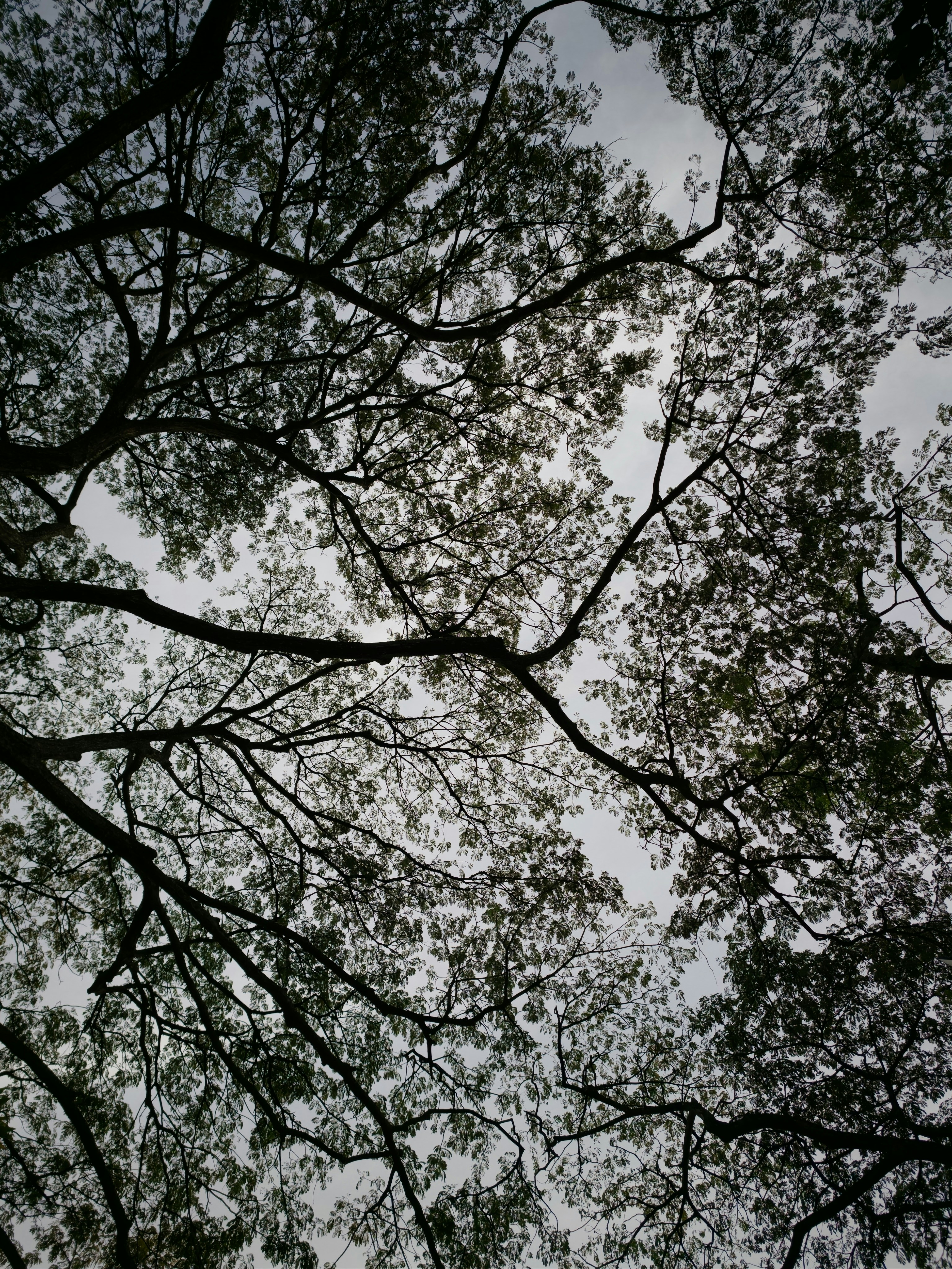 Canopy Constellation: An Umbrella of Branches Against Sky