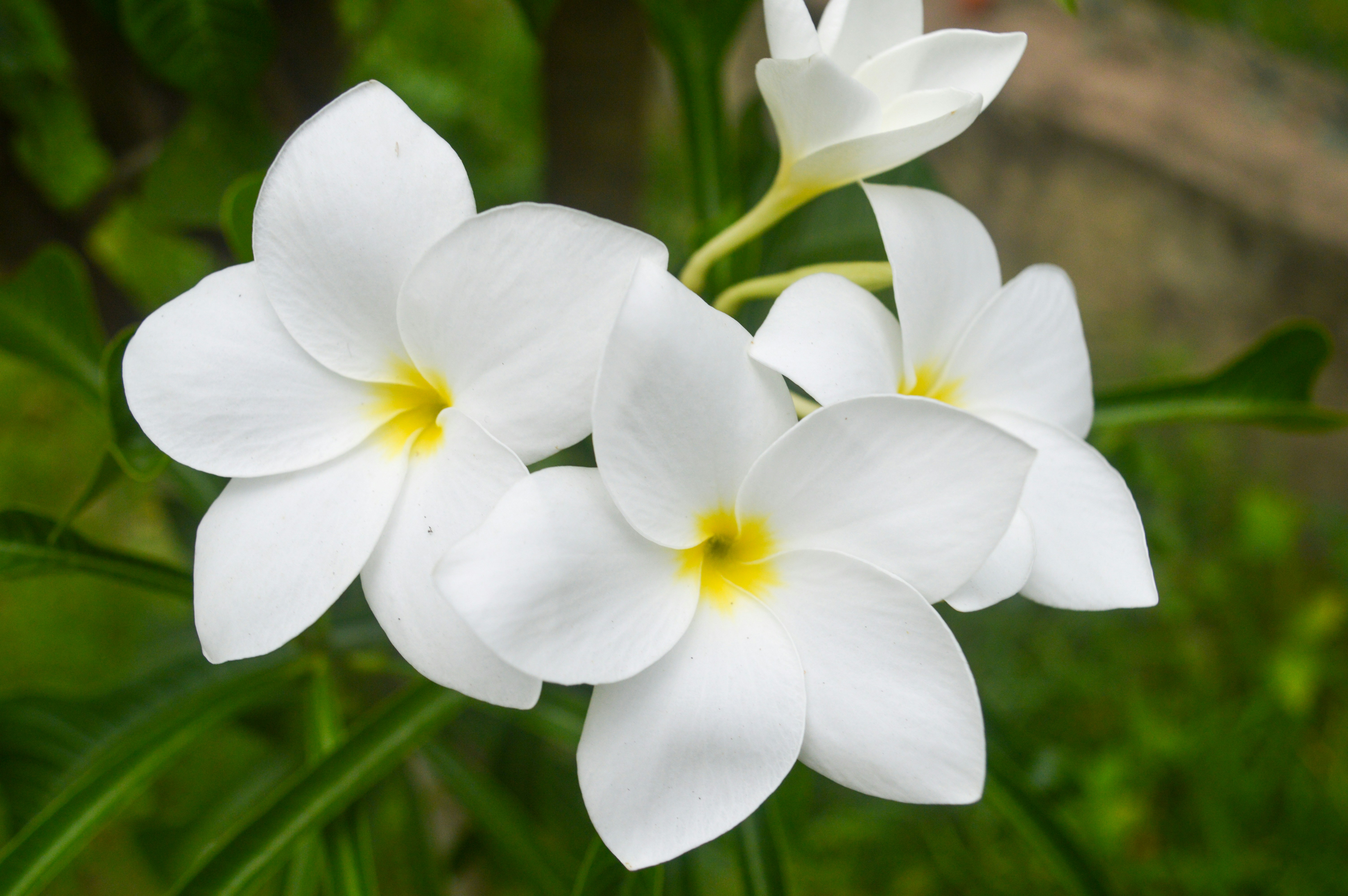  cluster of white plumeria blooms with yellow centers against a blurred garden backdrop