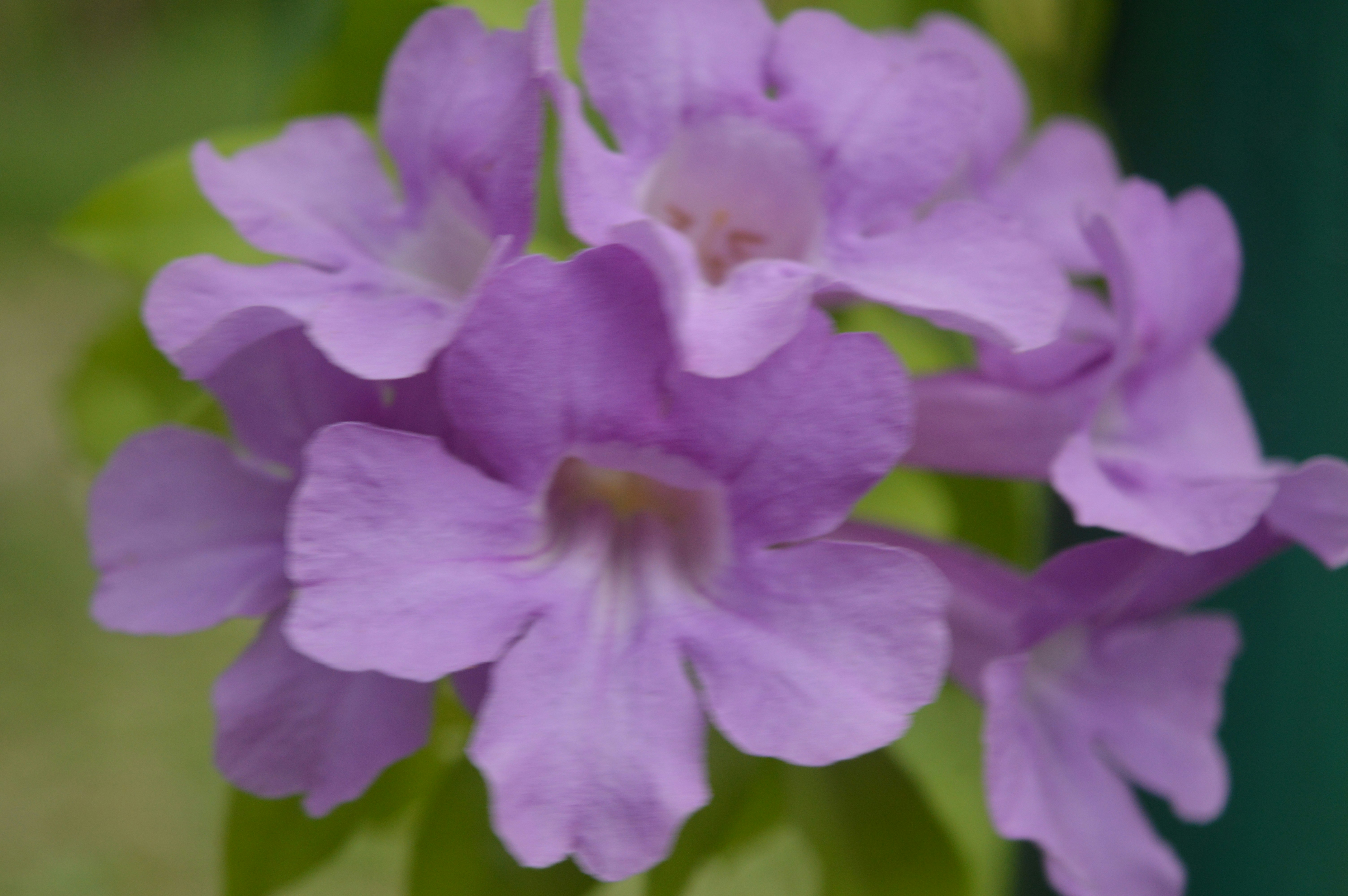Lavender Bloom in Soft Focus