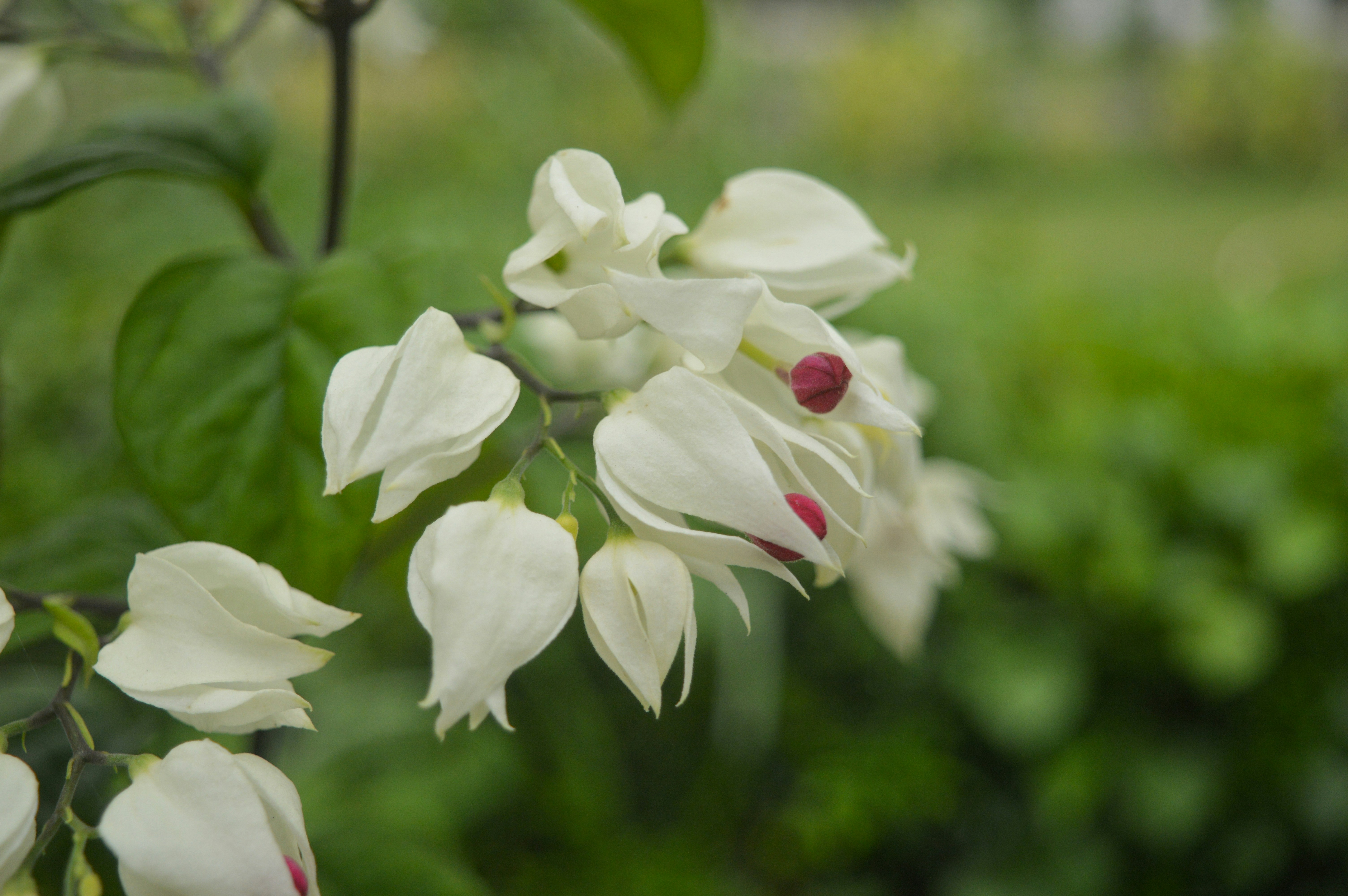 White blossom cluster with soft bokeh in a sunlit garden