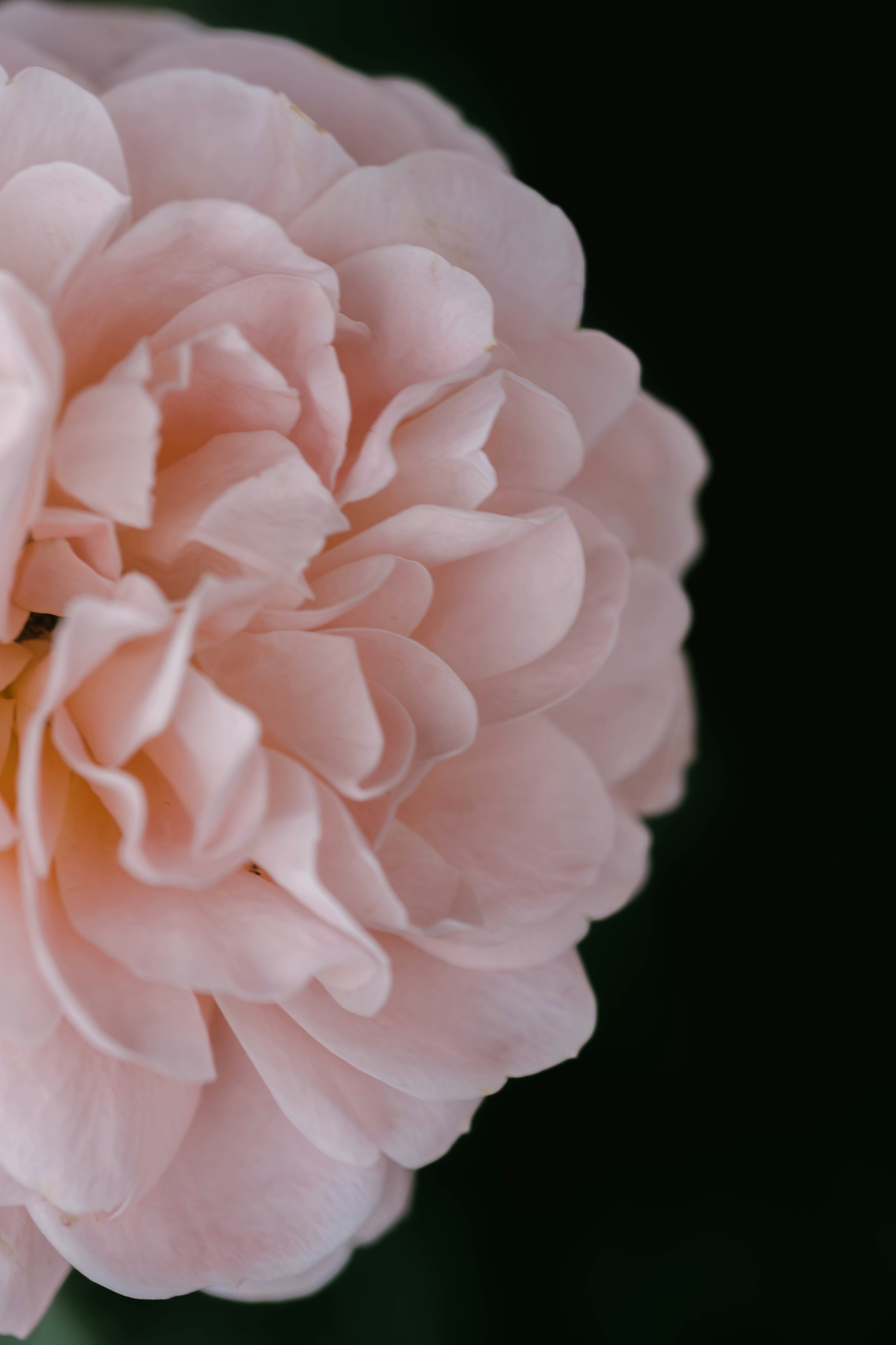 Soft blush petals in a velvet-black frame