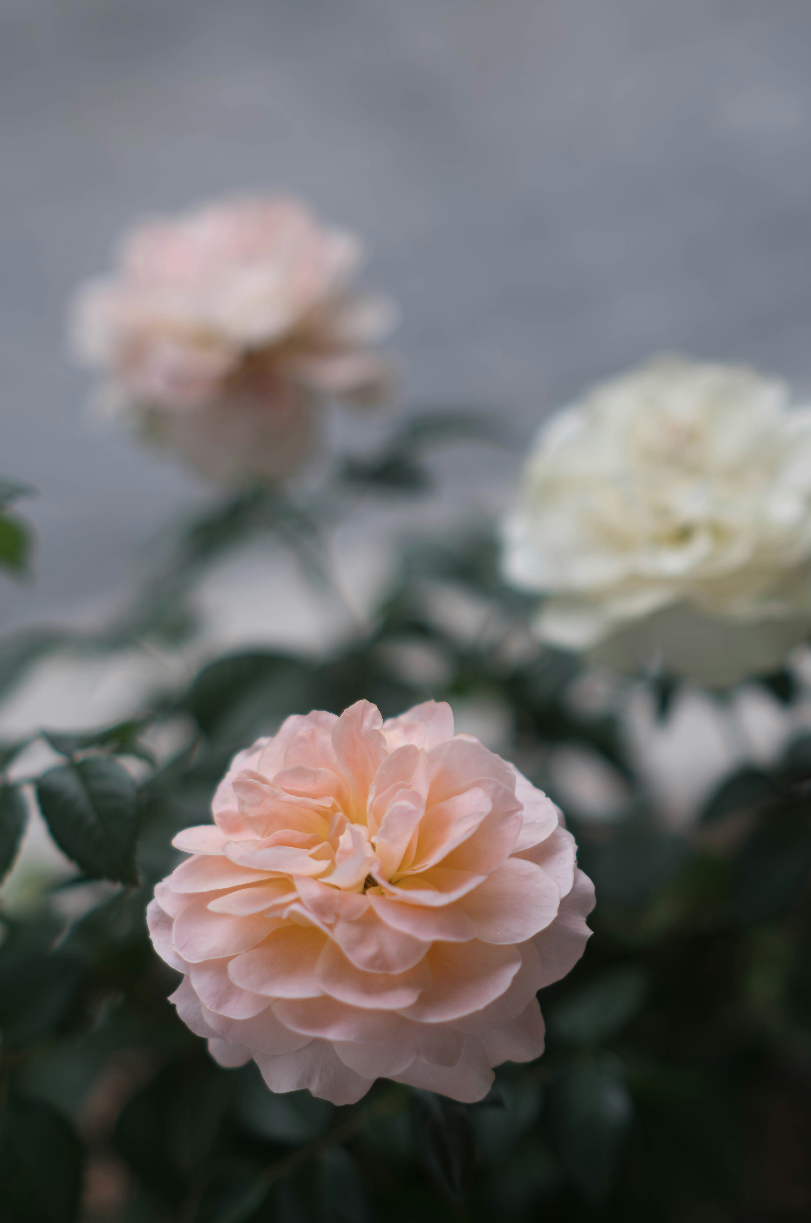 Peach Bloom in Soft Focus: A Rose in Gentle Light