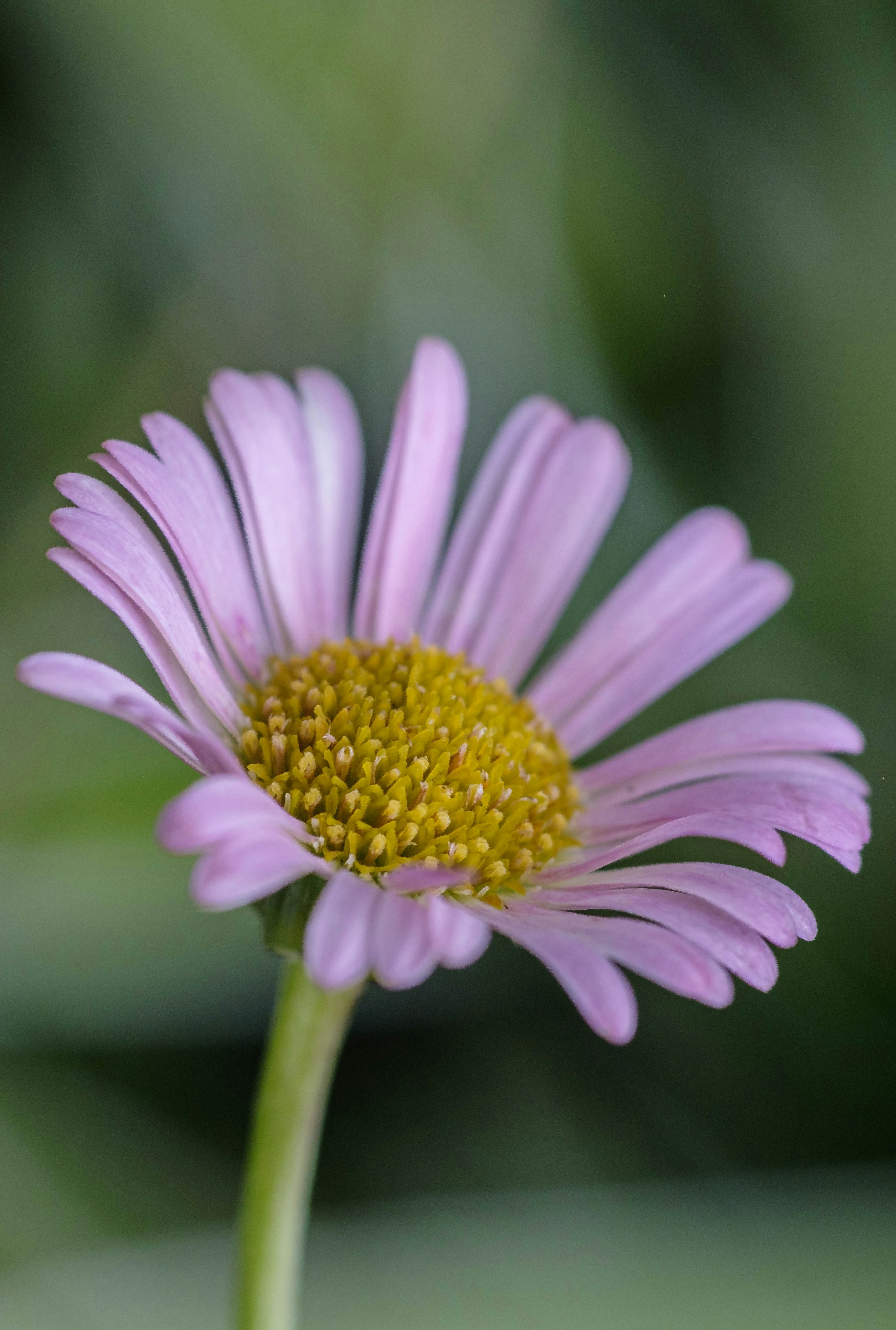 Lilac Daemon: A Close-Up of a Pink Daisy Crown