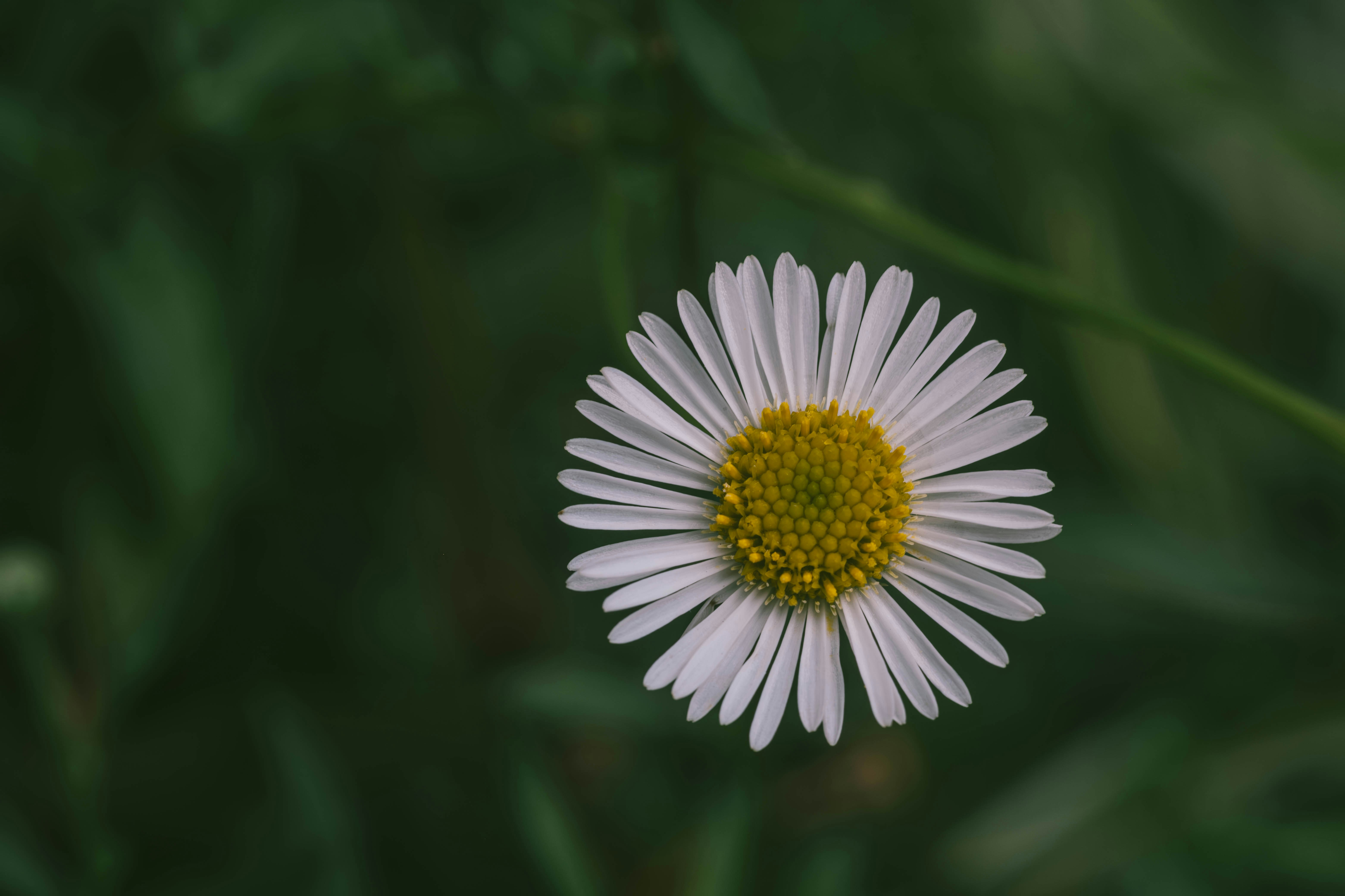 Daisy in Focus: a lone bloom amid green hush